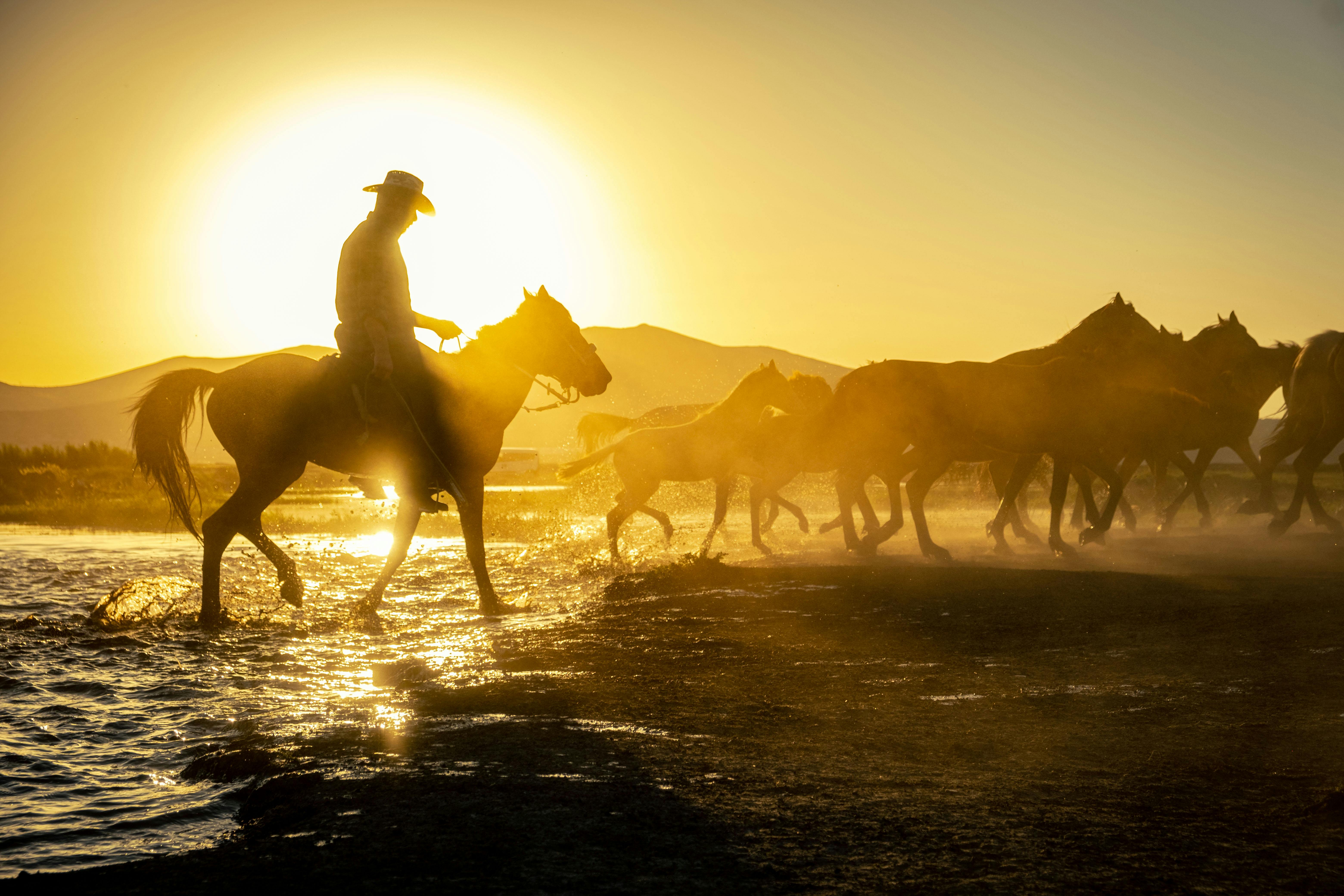 A cowboy riding horses at sunset · Free Stock Photo