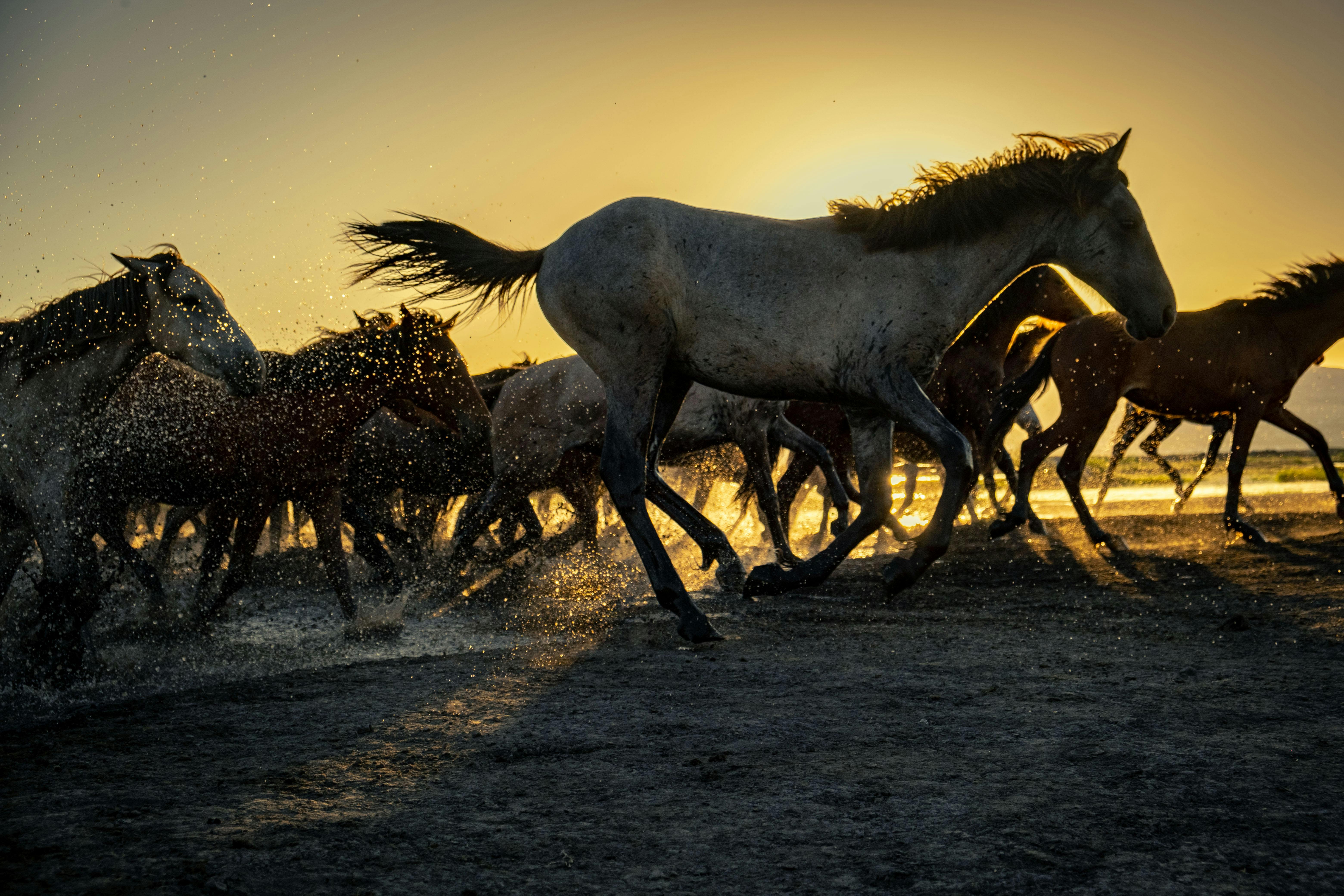 4k 7 Horses Running Photos, Download The BEST Free 4k 7 Horses Running ...