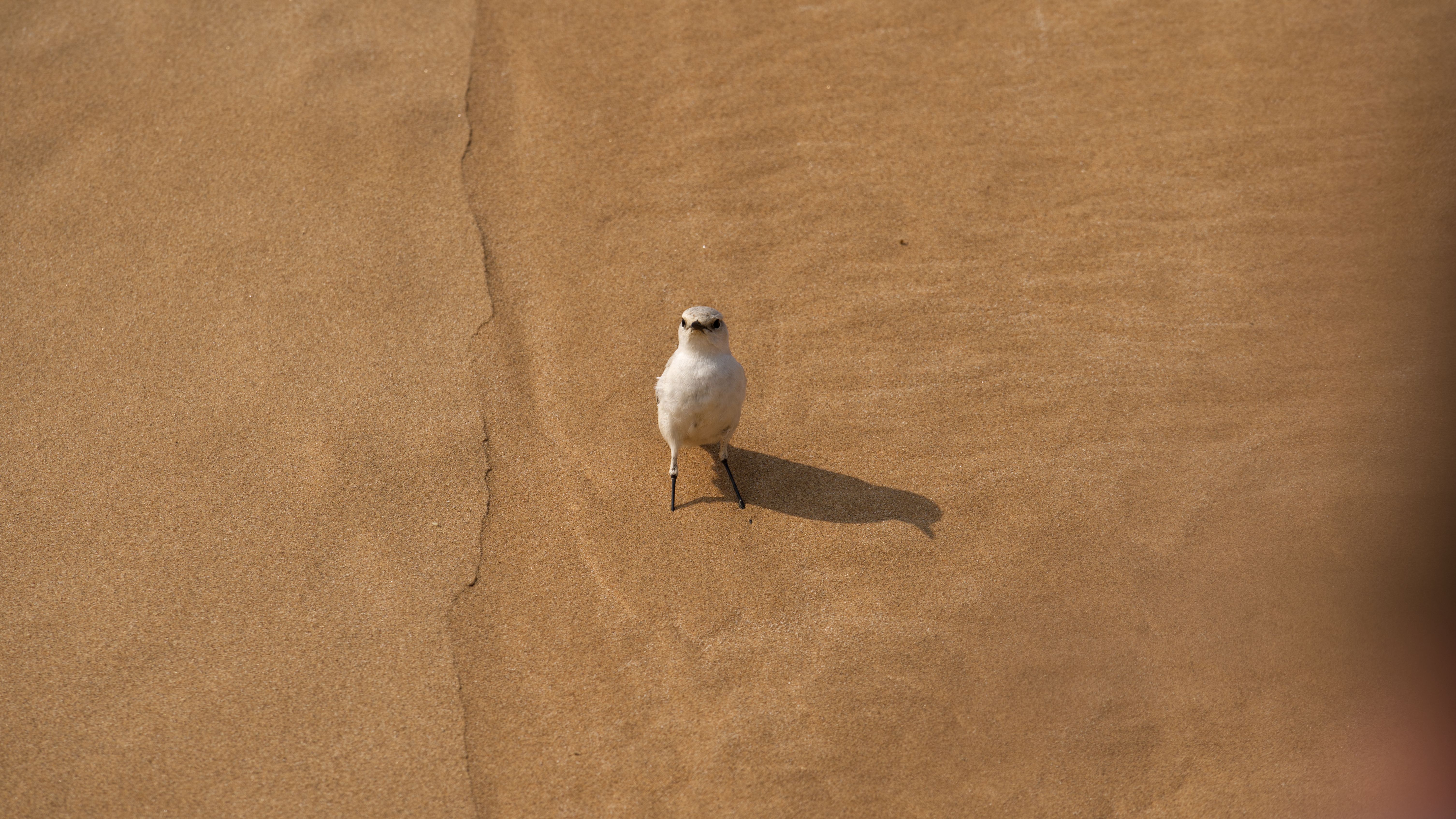A Small Bird Standing on the Sand · Free Stock Photo