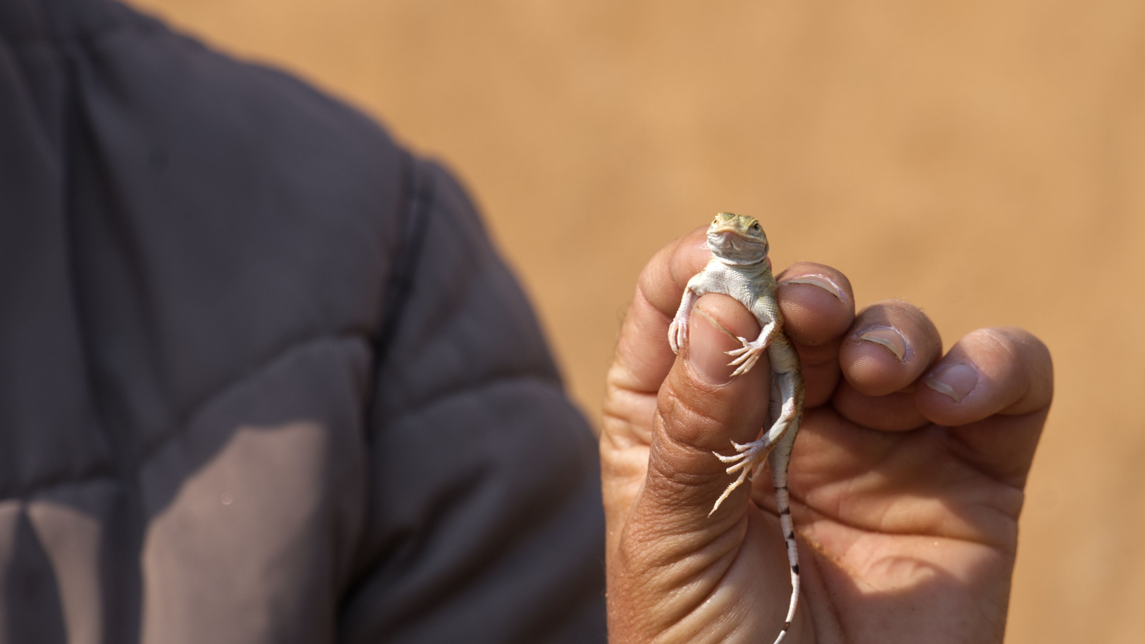 Man Holding Dunes Sagebrush Lizard · Free Stock Photo