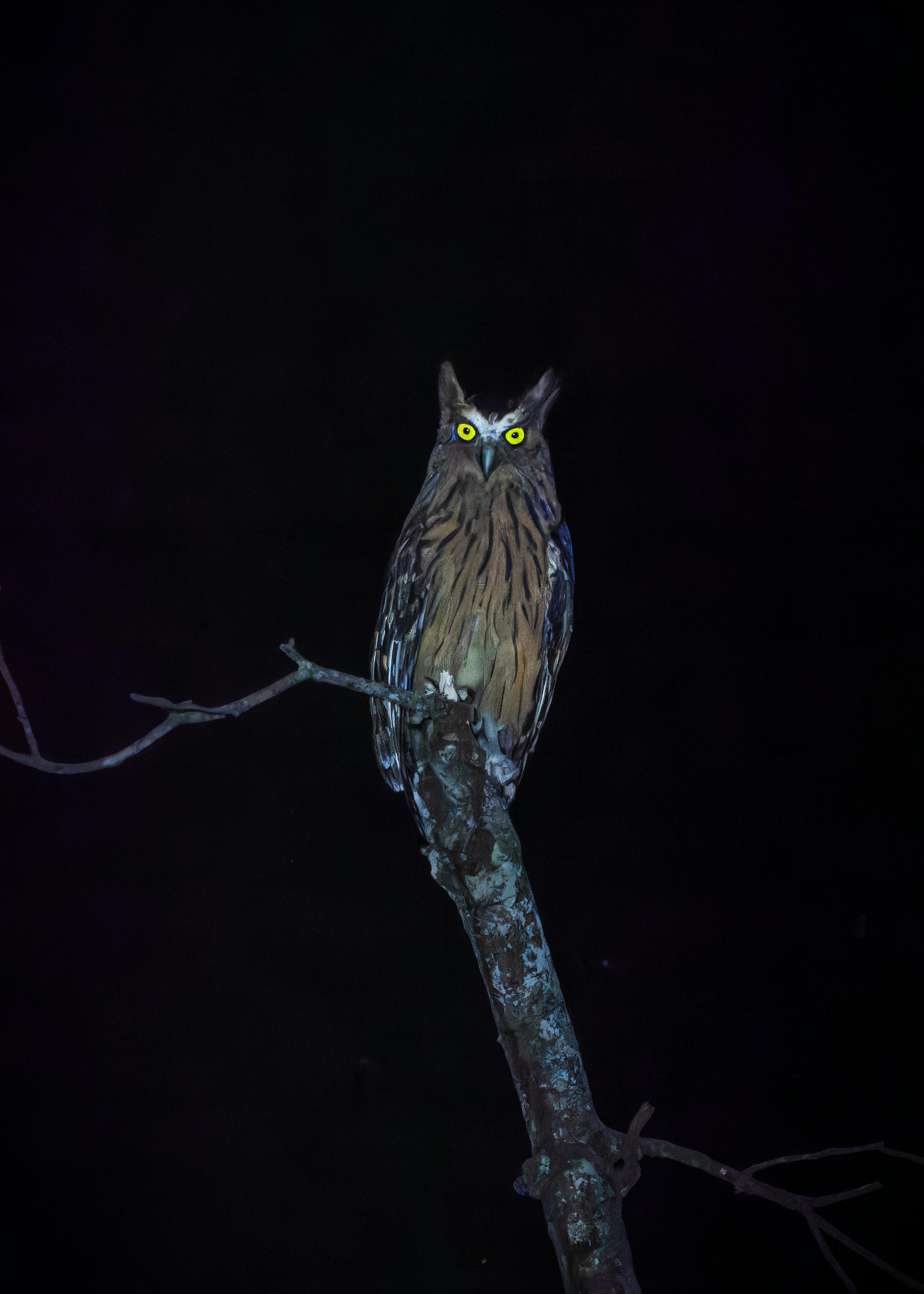 An Owl Perched on a Tree Branch at Night · Free Stock Photo