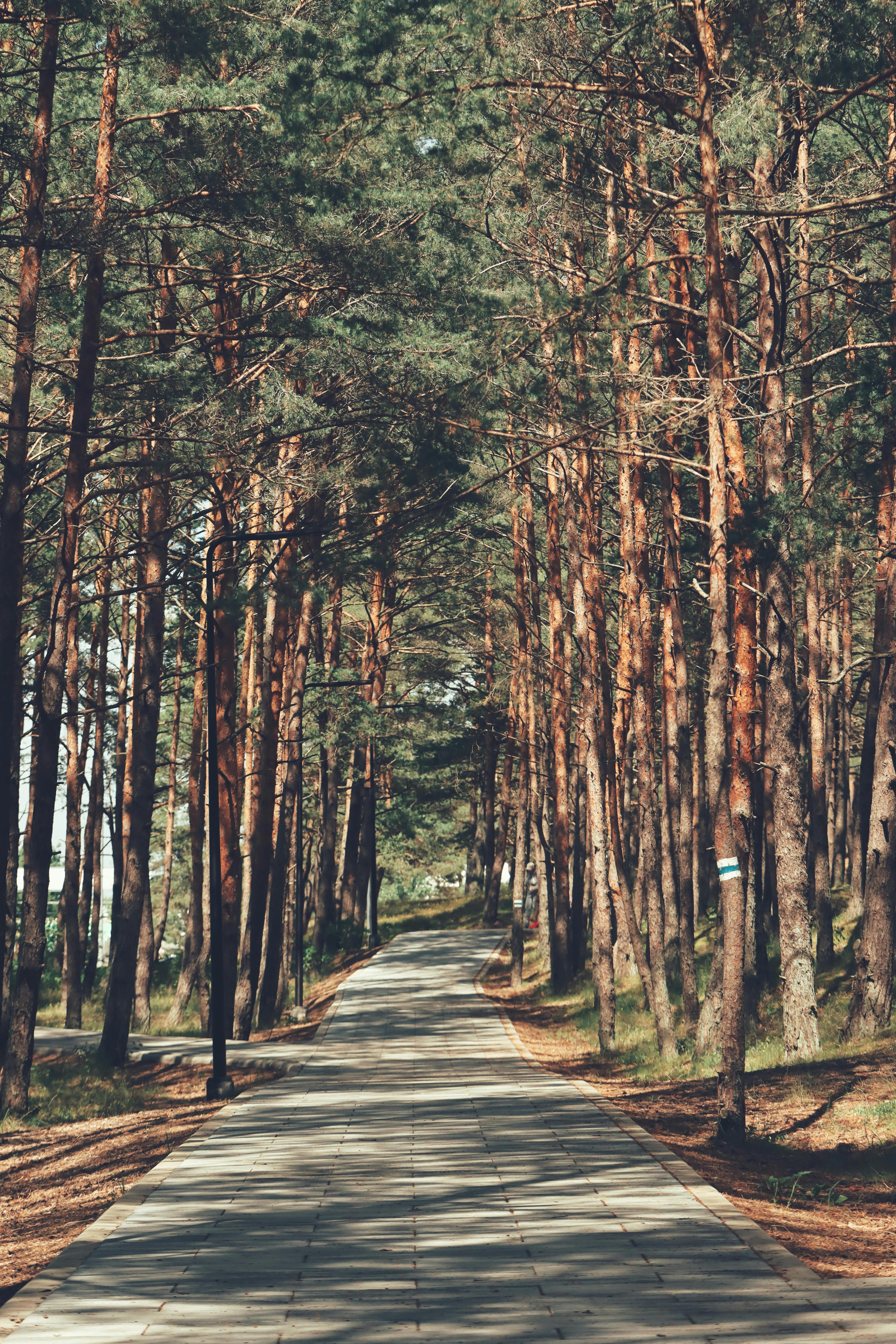 Path in Pine Tree Forest · Free Stock Photo