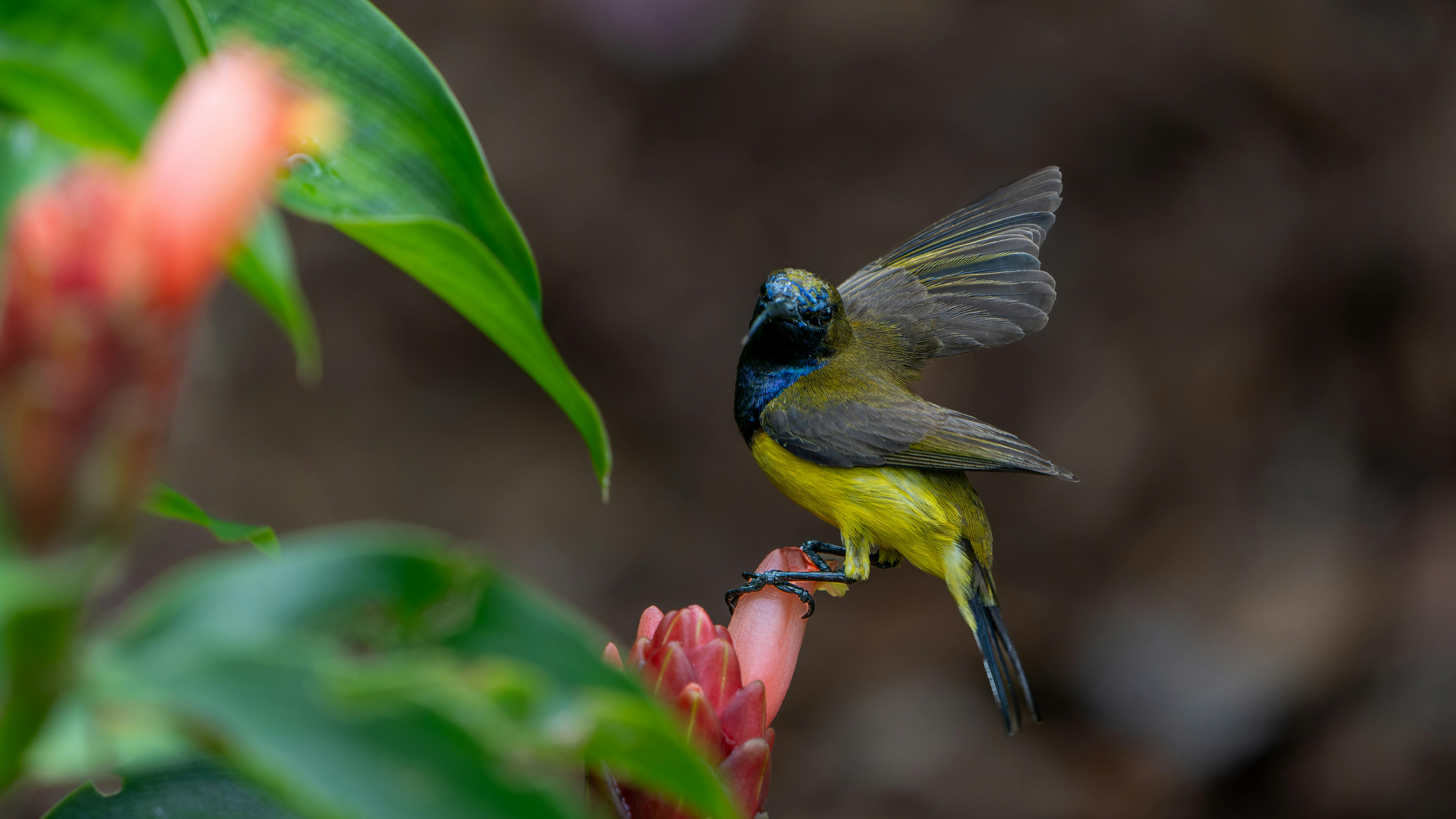 Animated Flower Photos, Download The BEST Free Animated Flower Stock ...