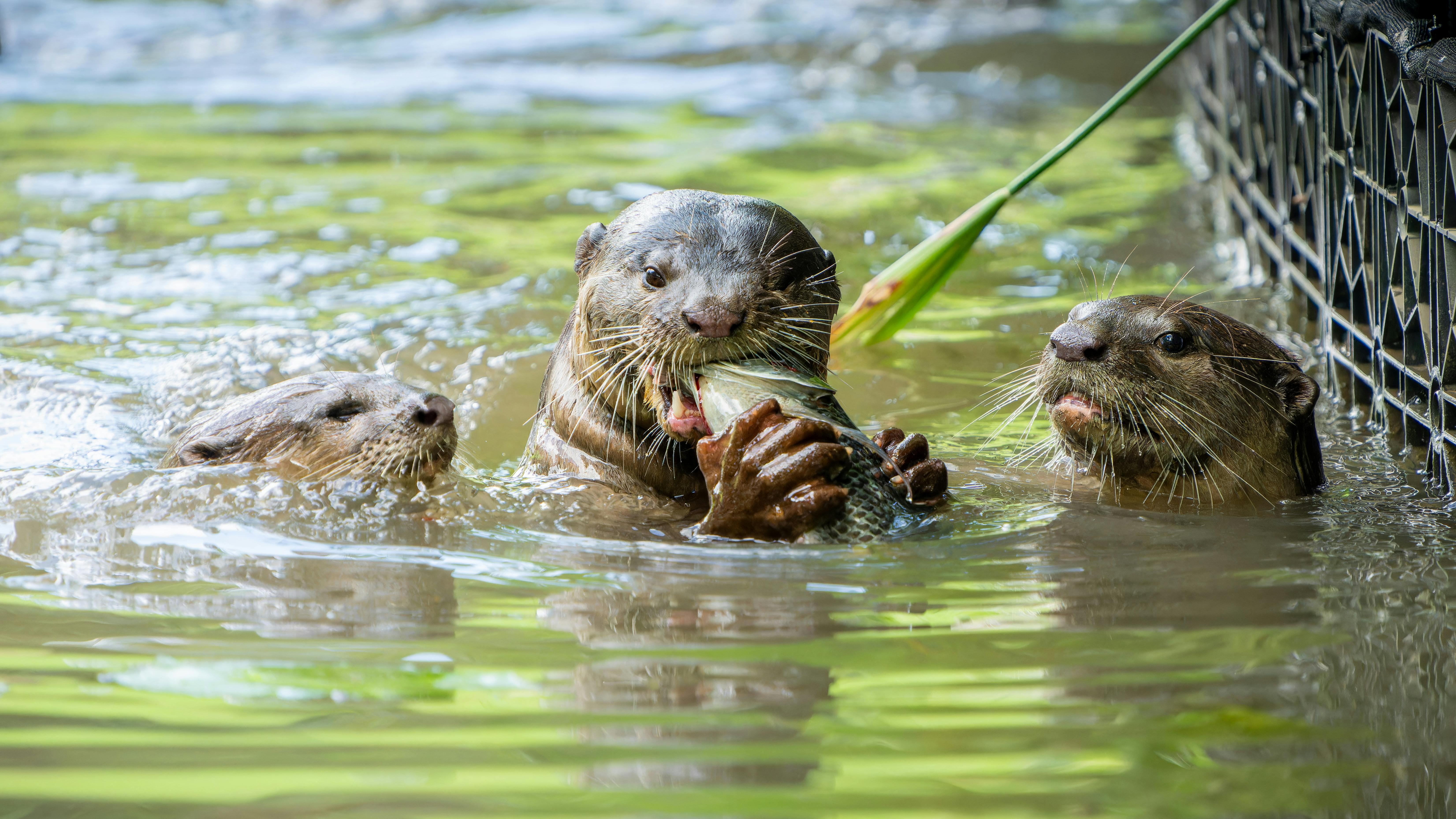 Otters with Food in Water · Free Stock Photo