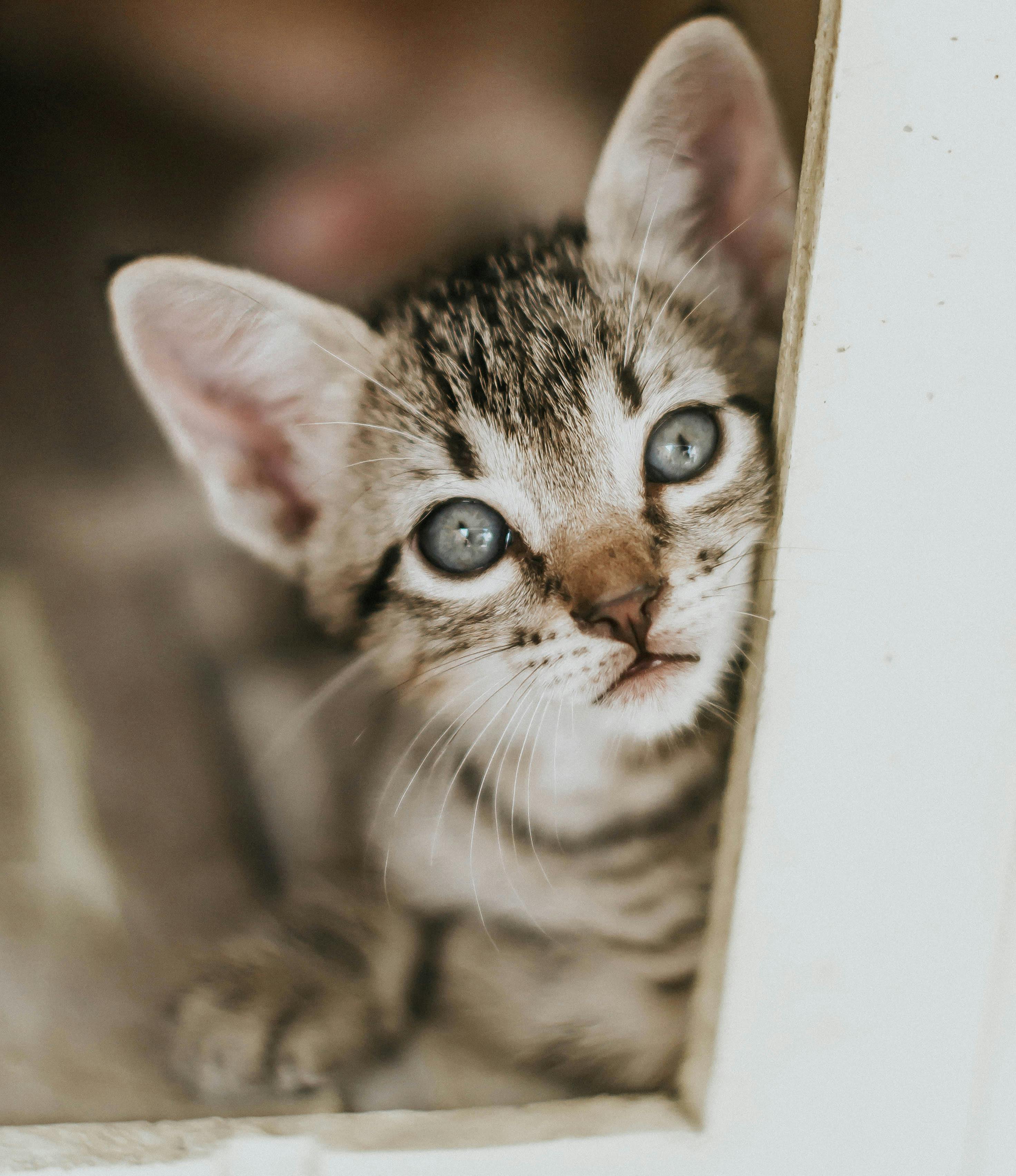 Low Angle View of Cat on Tree · Free Stock Photo