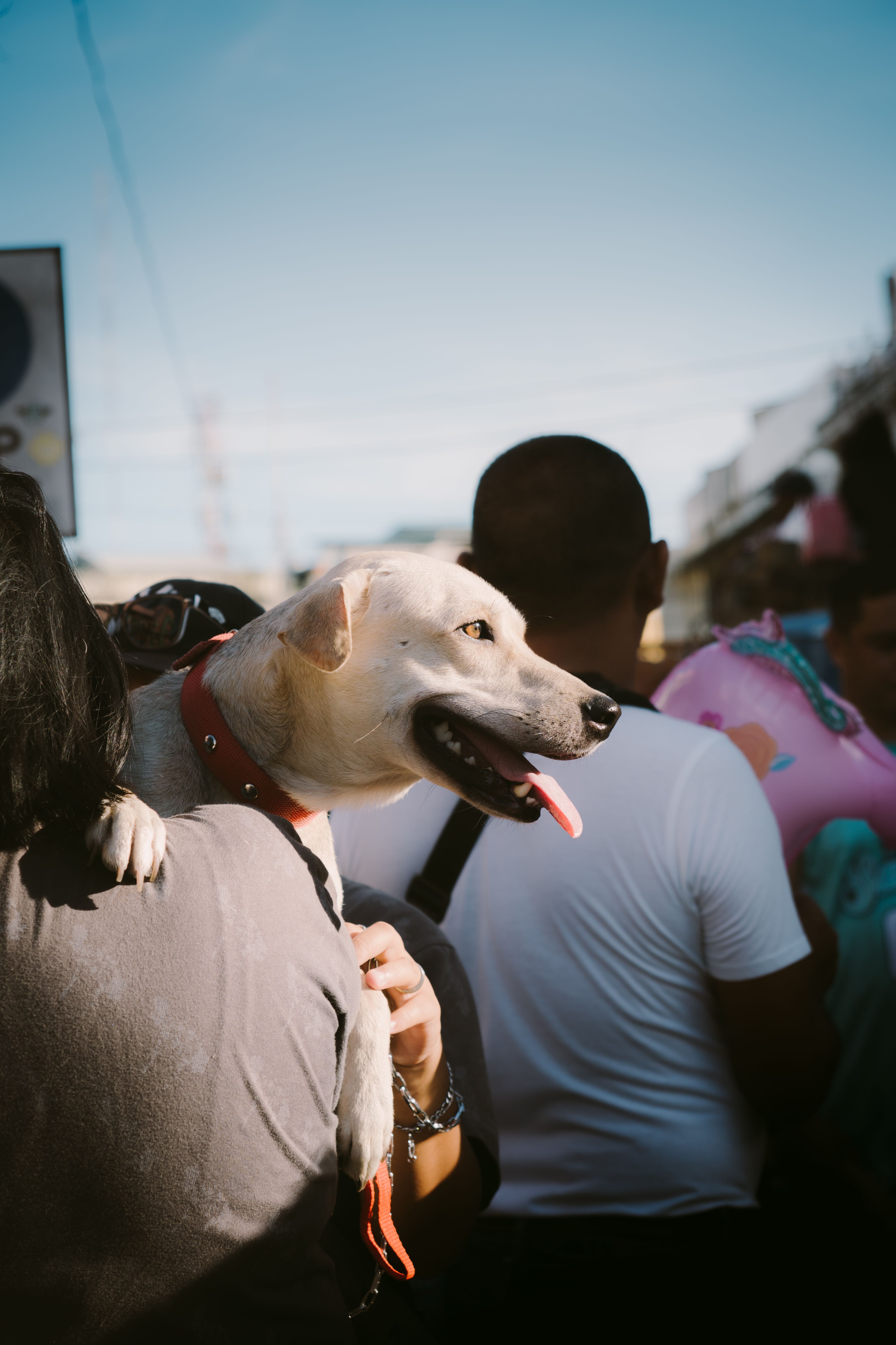 Cute moments of dog a his hooman · Free Stock Photo