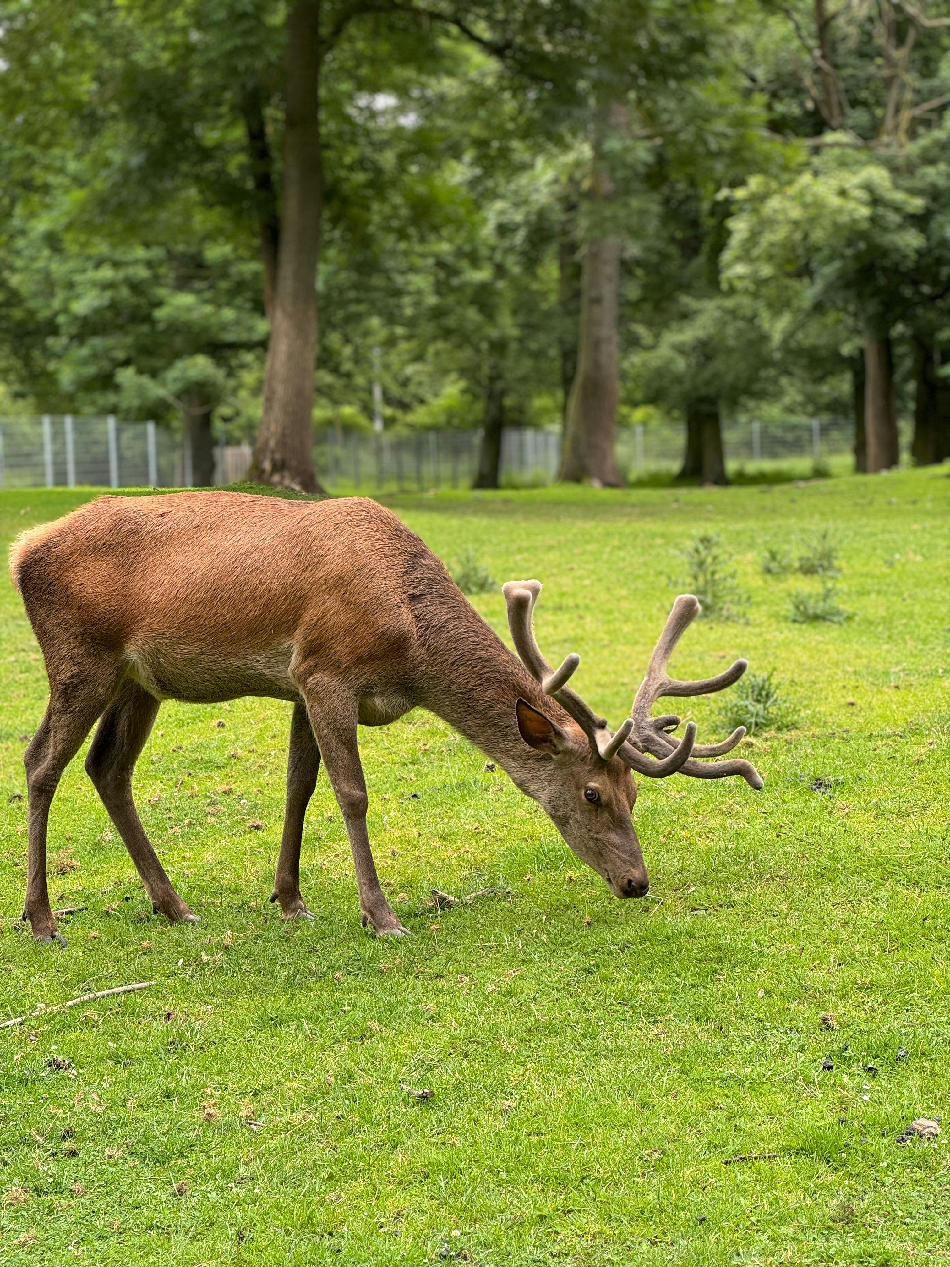 Grazing Red Deer in a Fenced Enclosure · Free Stock Photo
