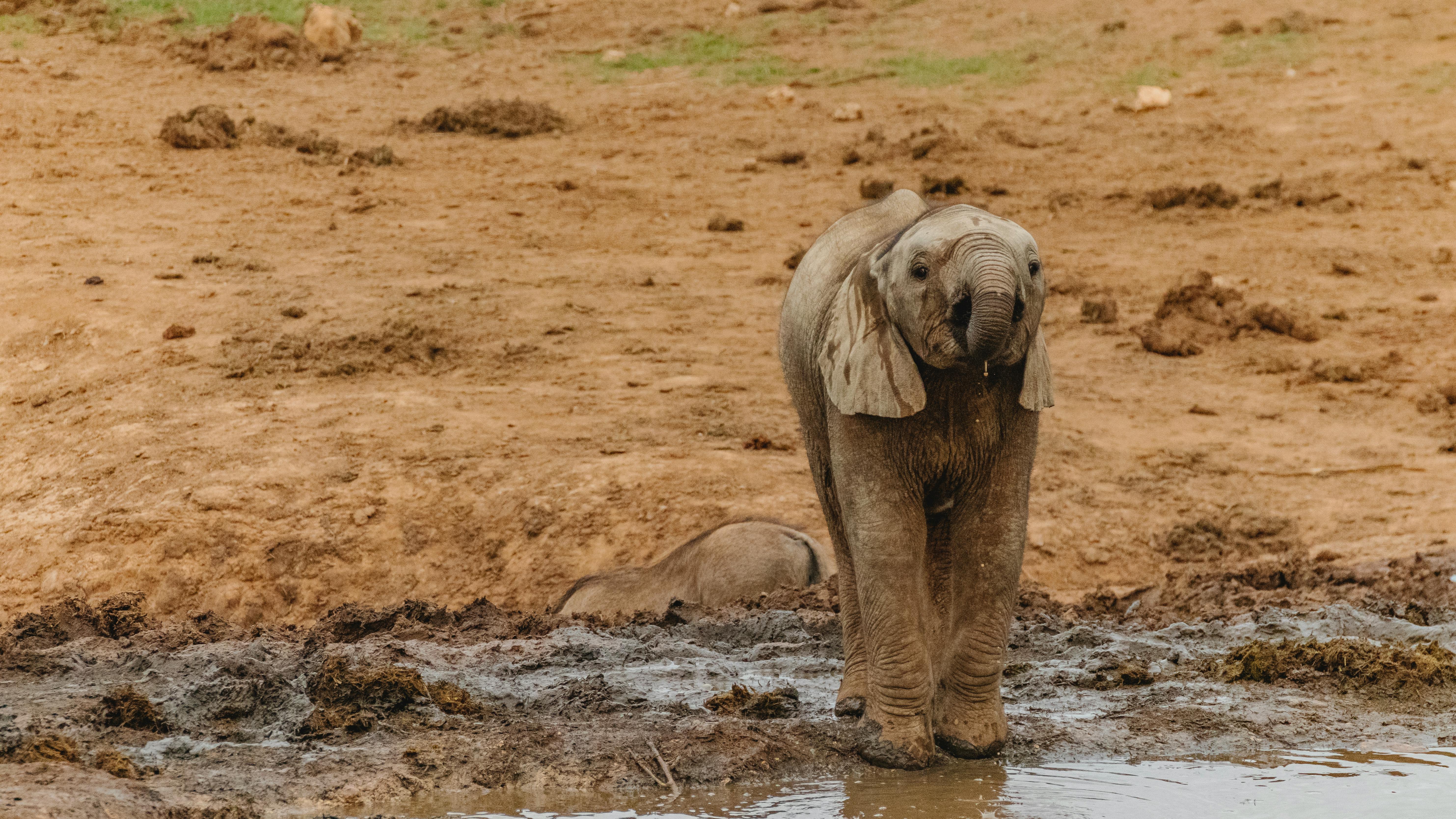 Baby Elephant Drinking from a Puddle · Free Stock Photo