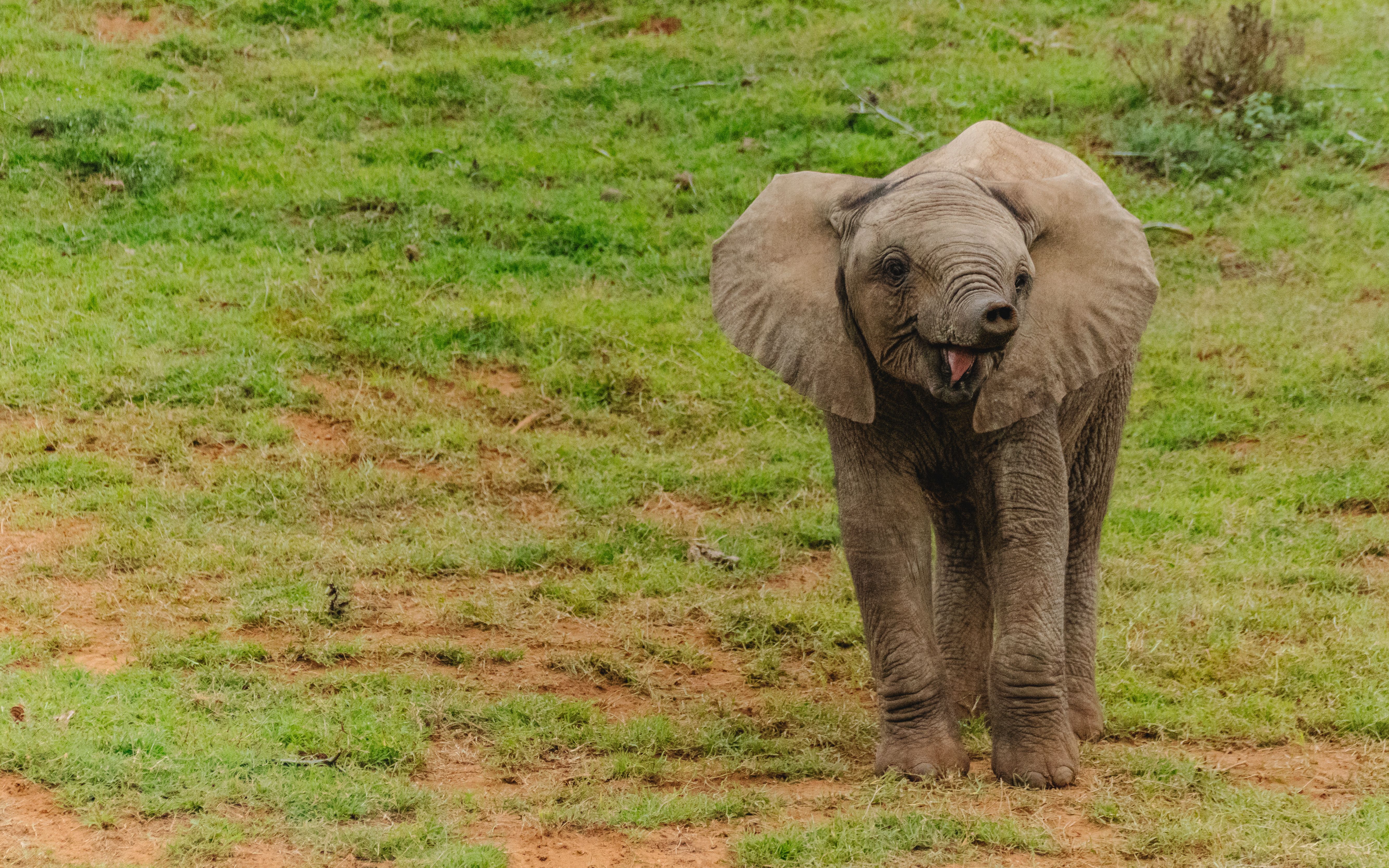 Violet Elephant Photos, Download The BEST Free Violet Elephant Stock ...