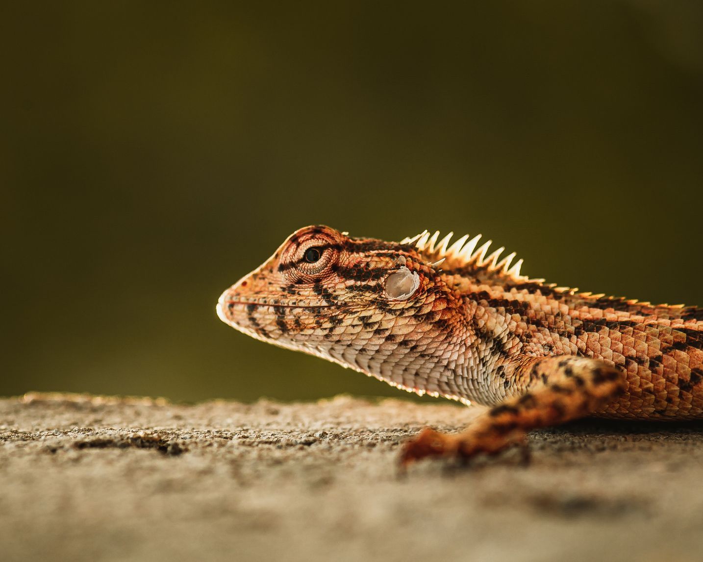 Discover the Fascinating World of Agamidae Lizards Species