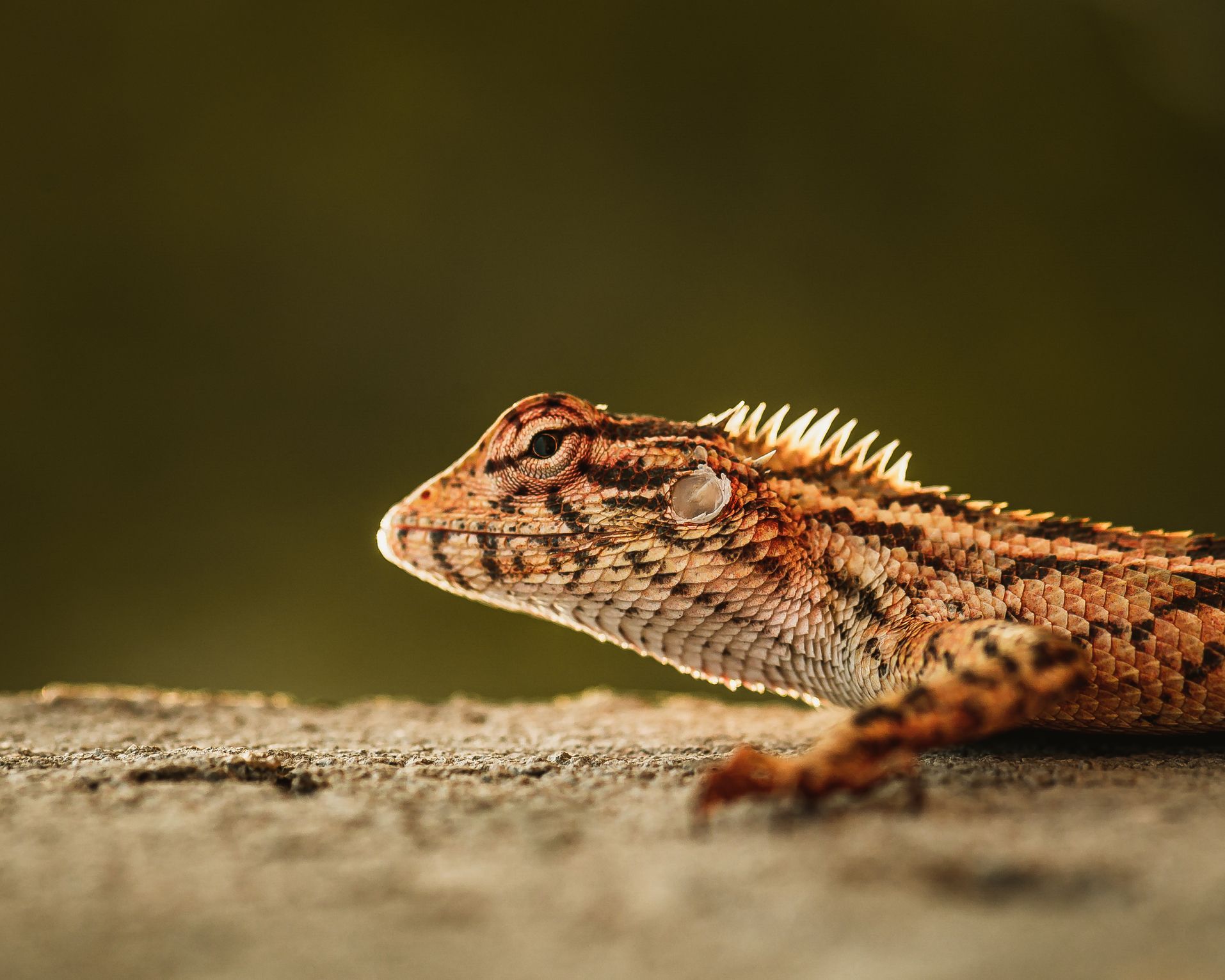 Discover the Fascinating World of Agamidae Lizards Species