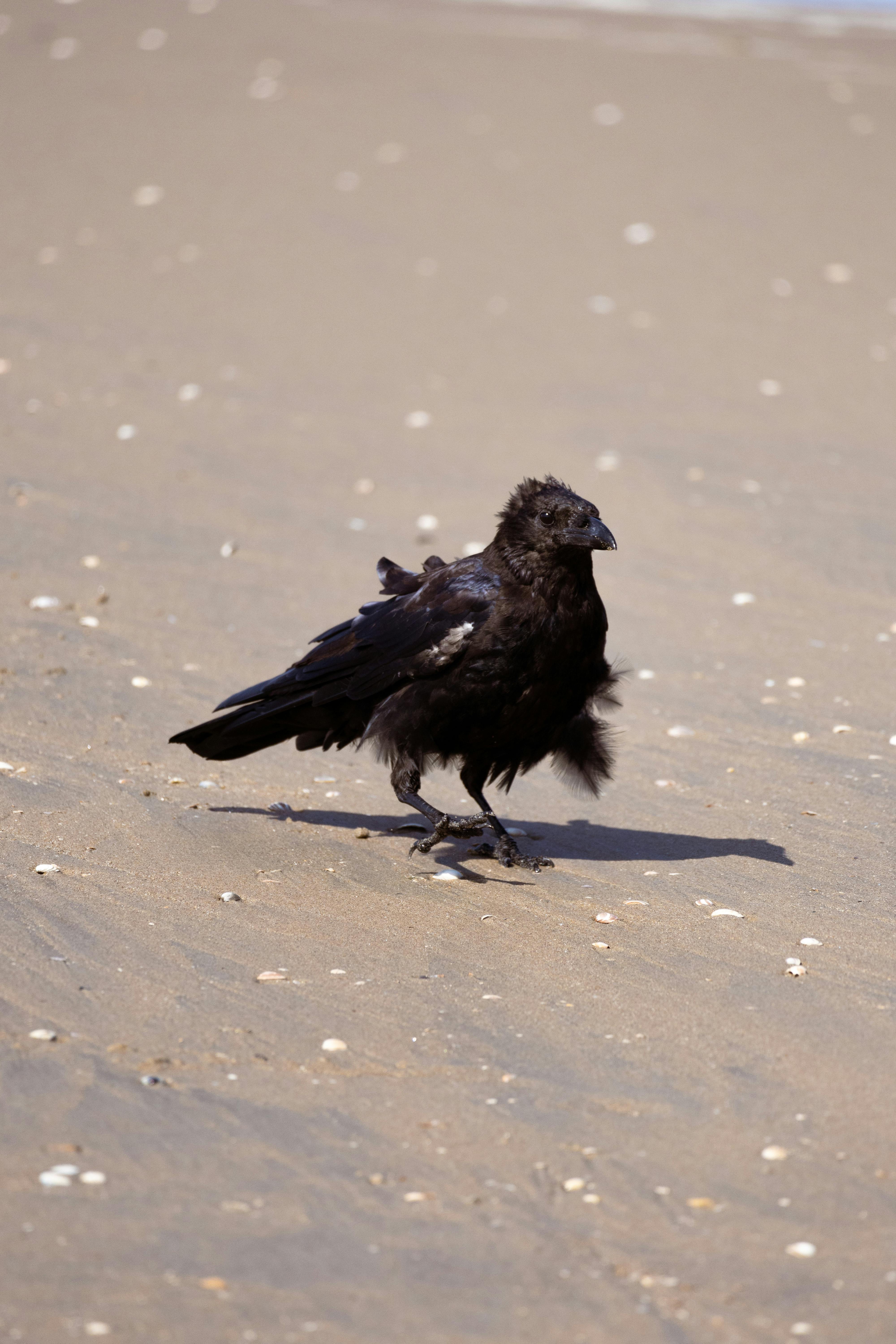 Carrion Crow with Ruffled Feathers Walking on the Beach · Free Stock Photo