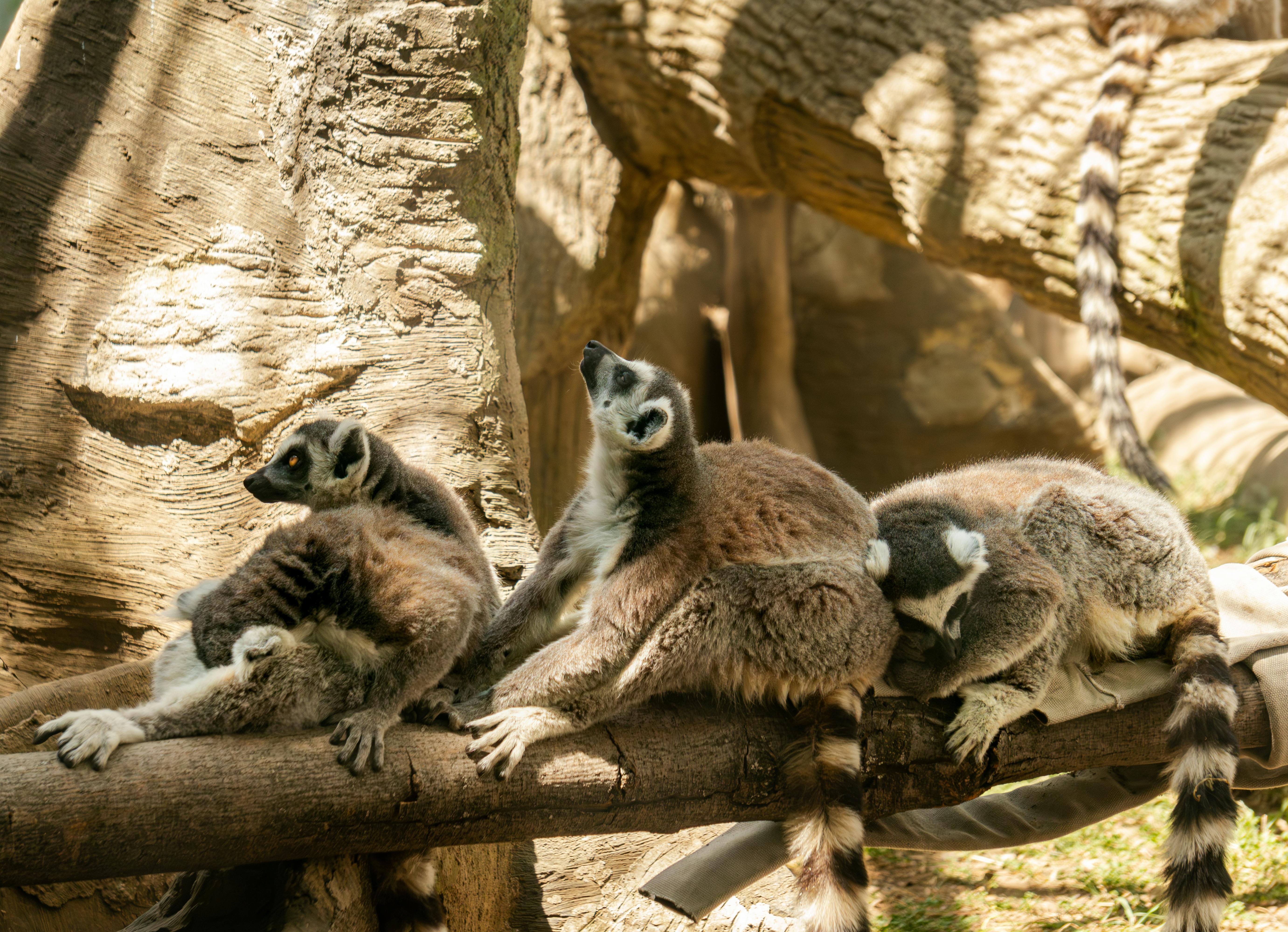 Lemurs Sitting on a Branch in a Zoo Enclosure · Free Stock Photo