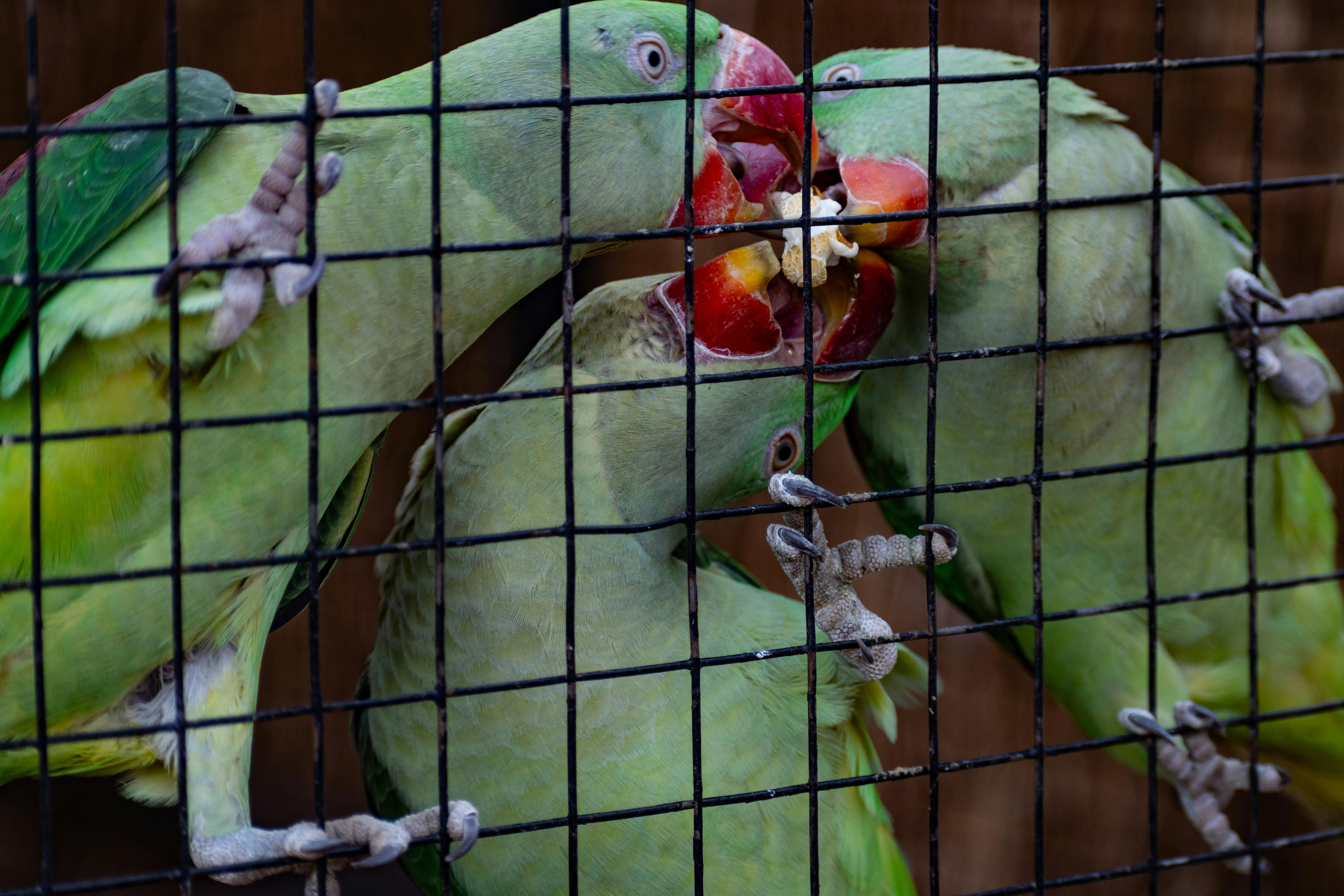 Parrots in captivity · Free Stock Photo