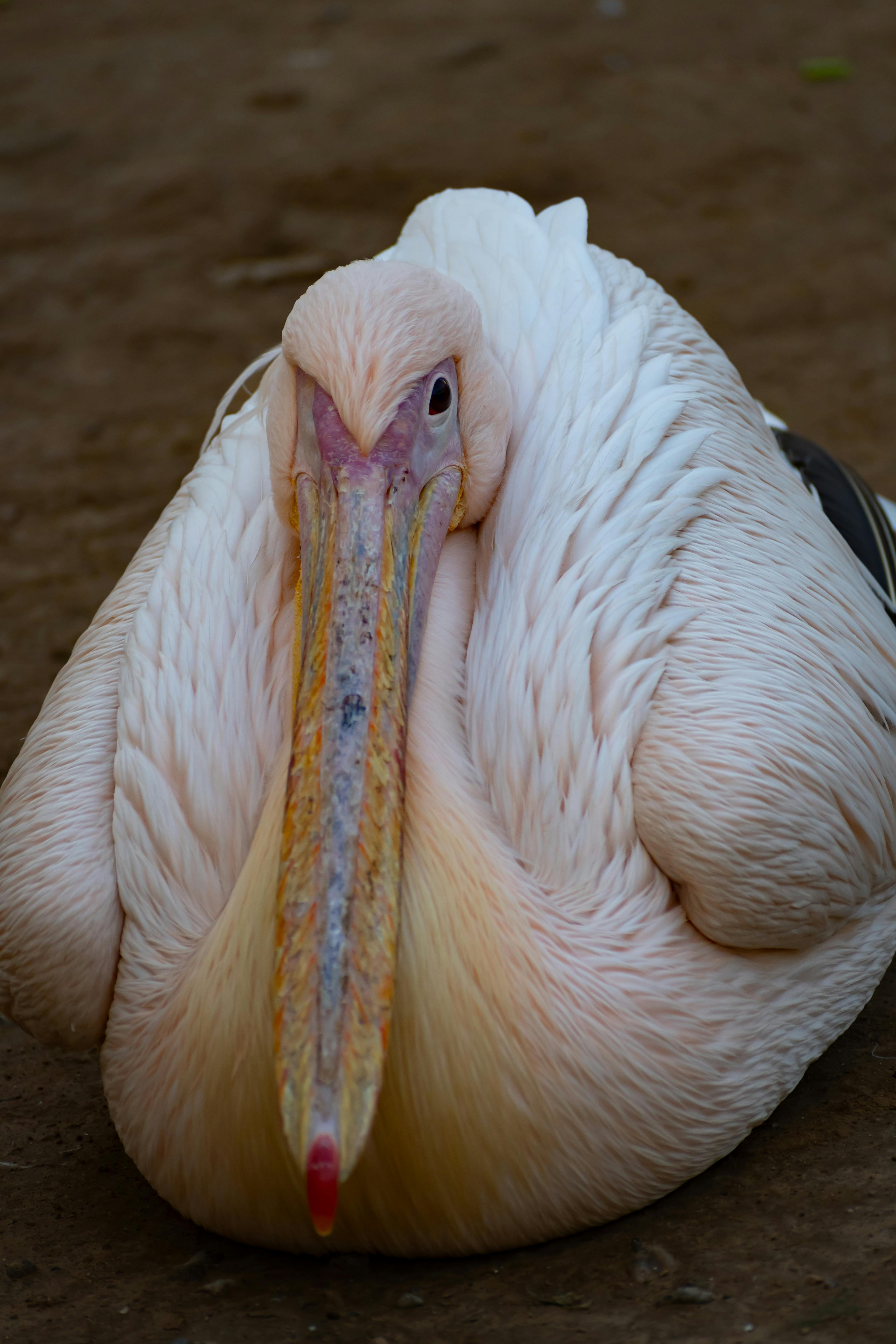 Pelican staring into the camera · Free Stock Photo
