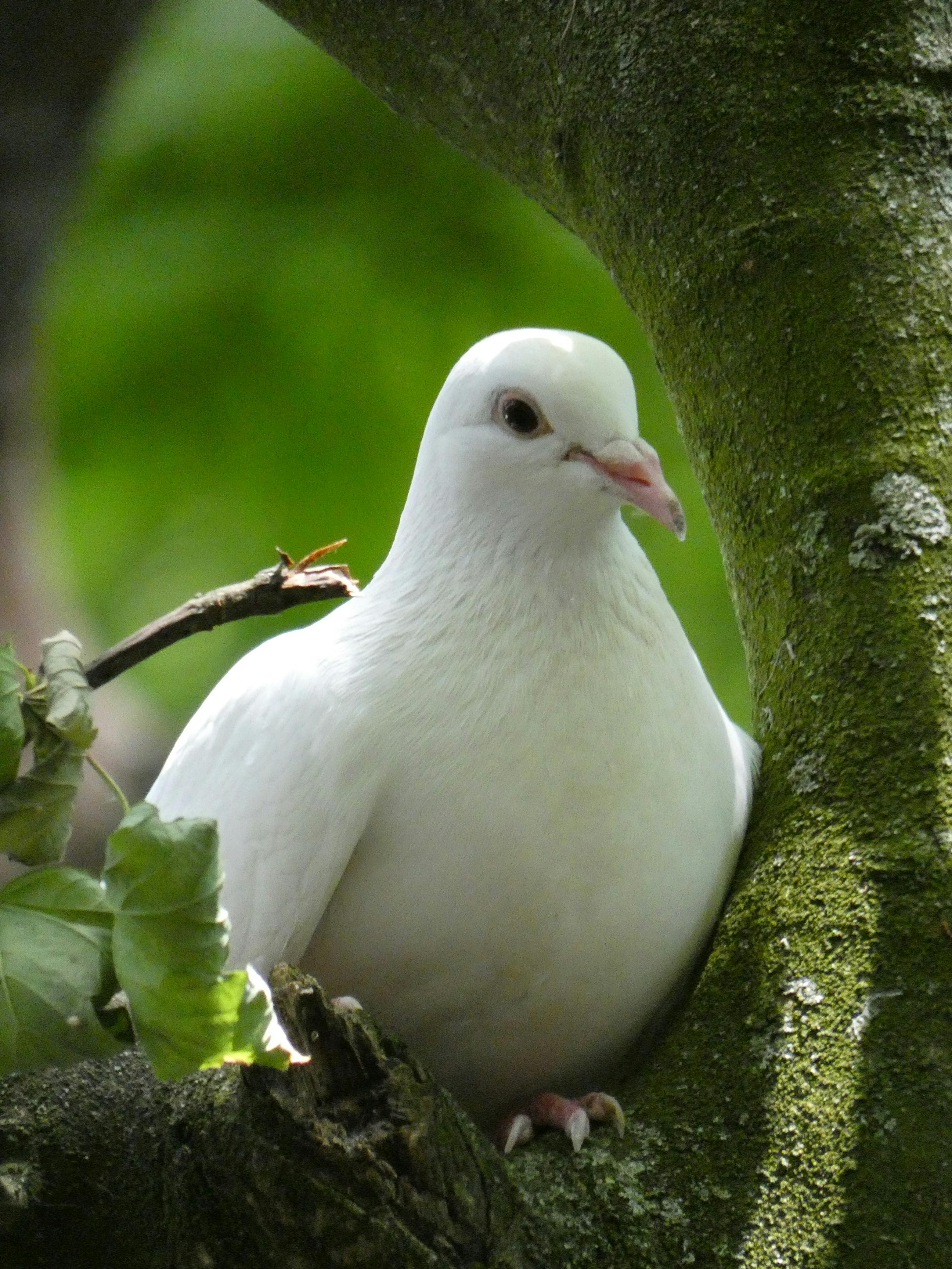 A white dove sitting on a tree branch · Free Stock Photo