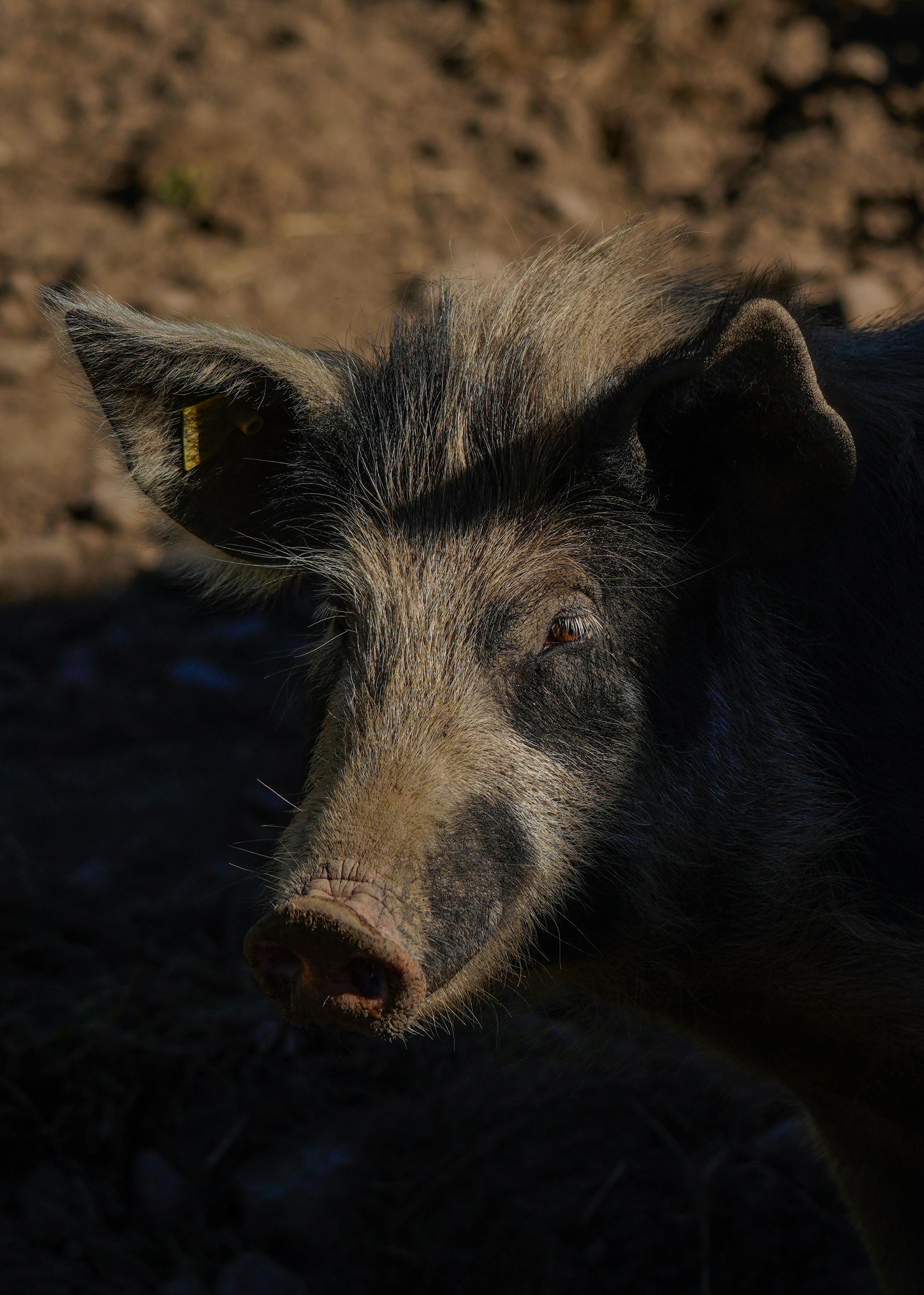 Portrait of Black Pig in Shade · Free Stock Photo
