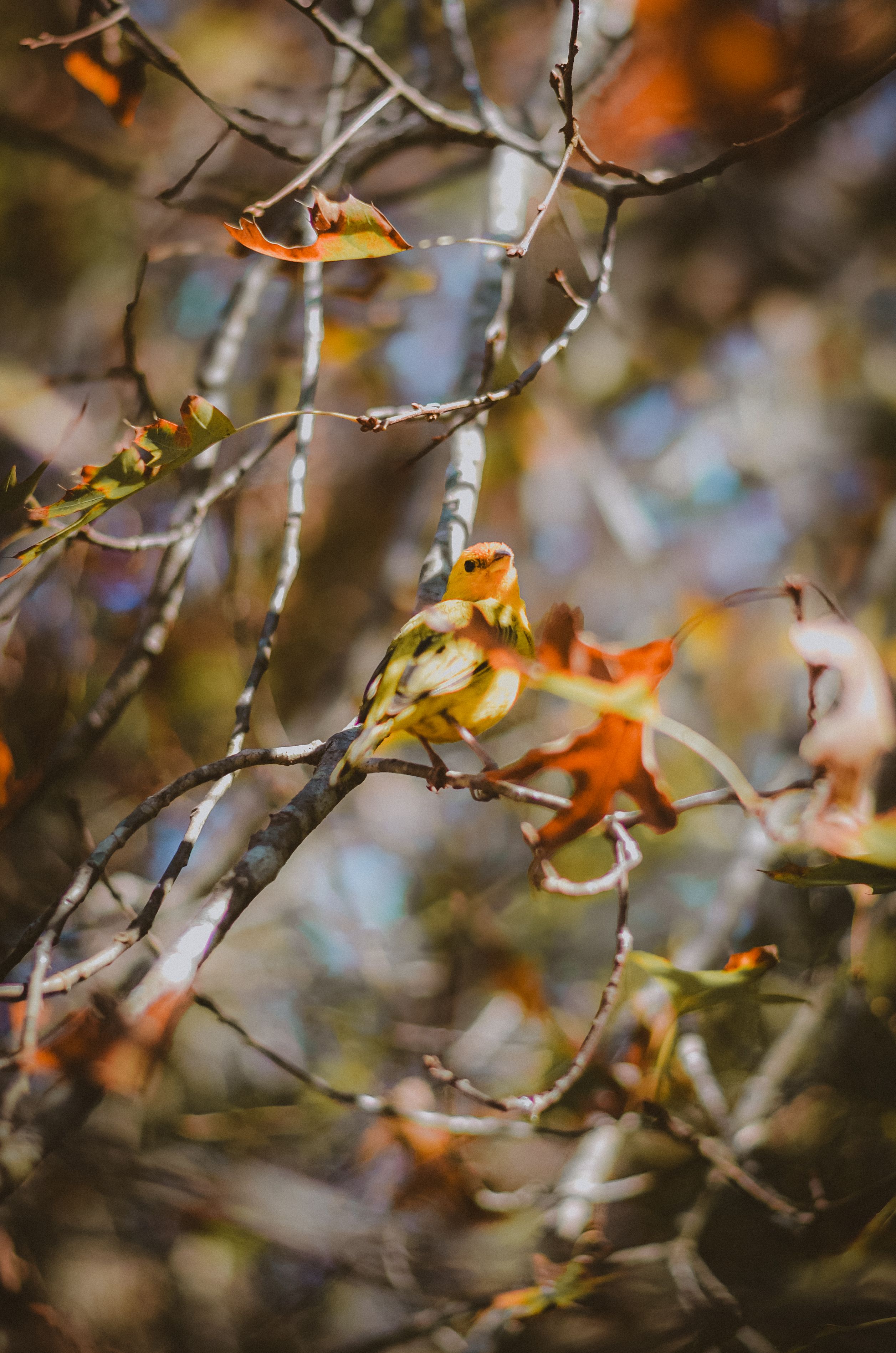 Bunting Sitting on Tree Branch · Free Stock Photo