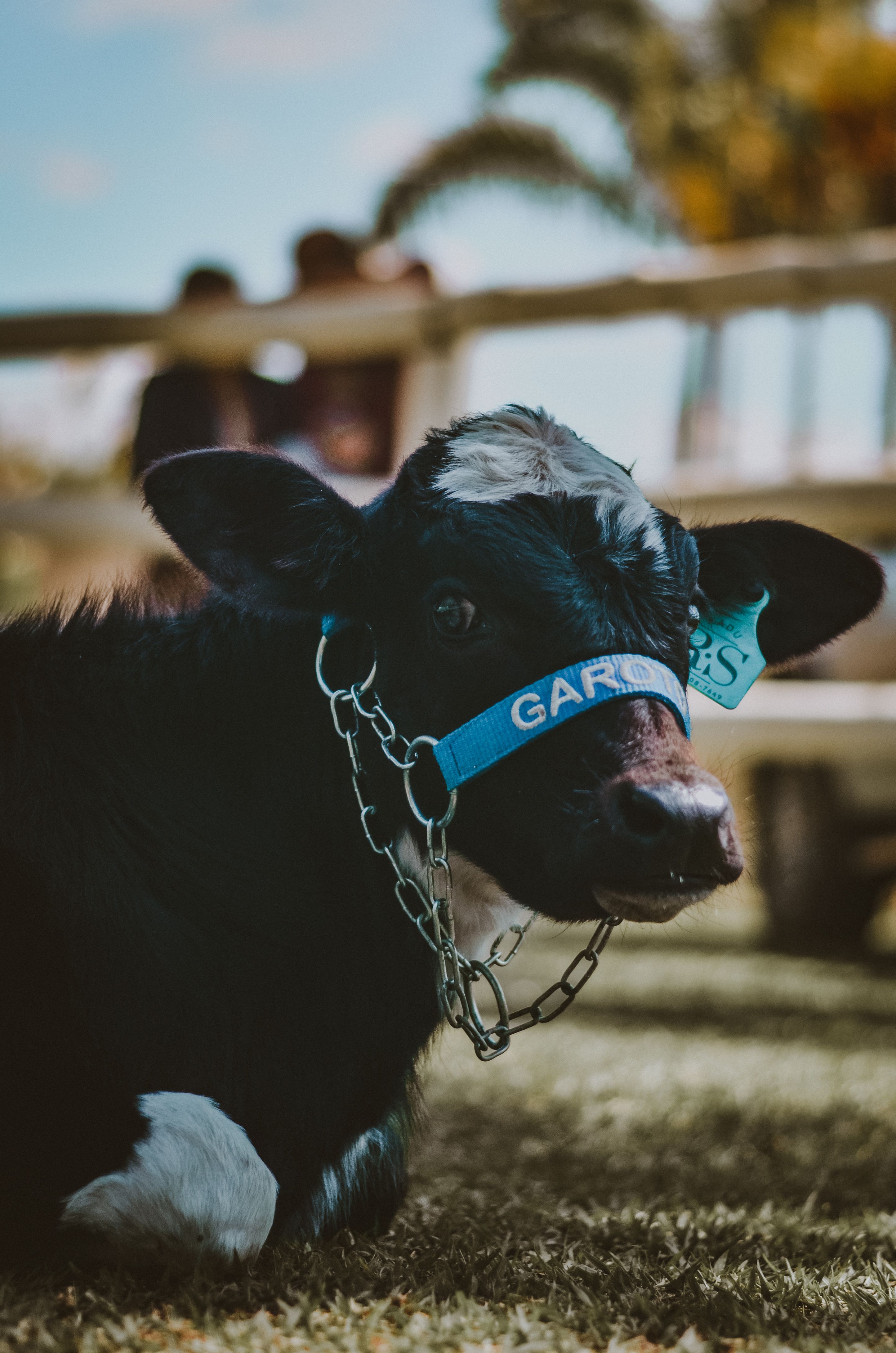 Cow Bump Photos, Download The BEST Free Cow Bump Stock Photos & HD Images
