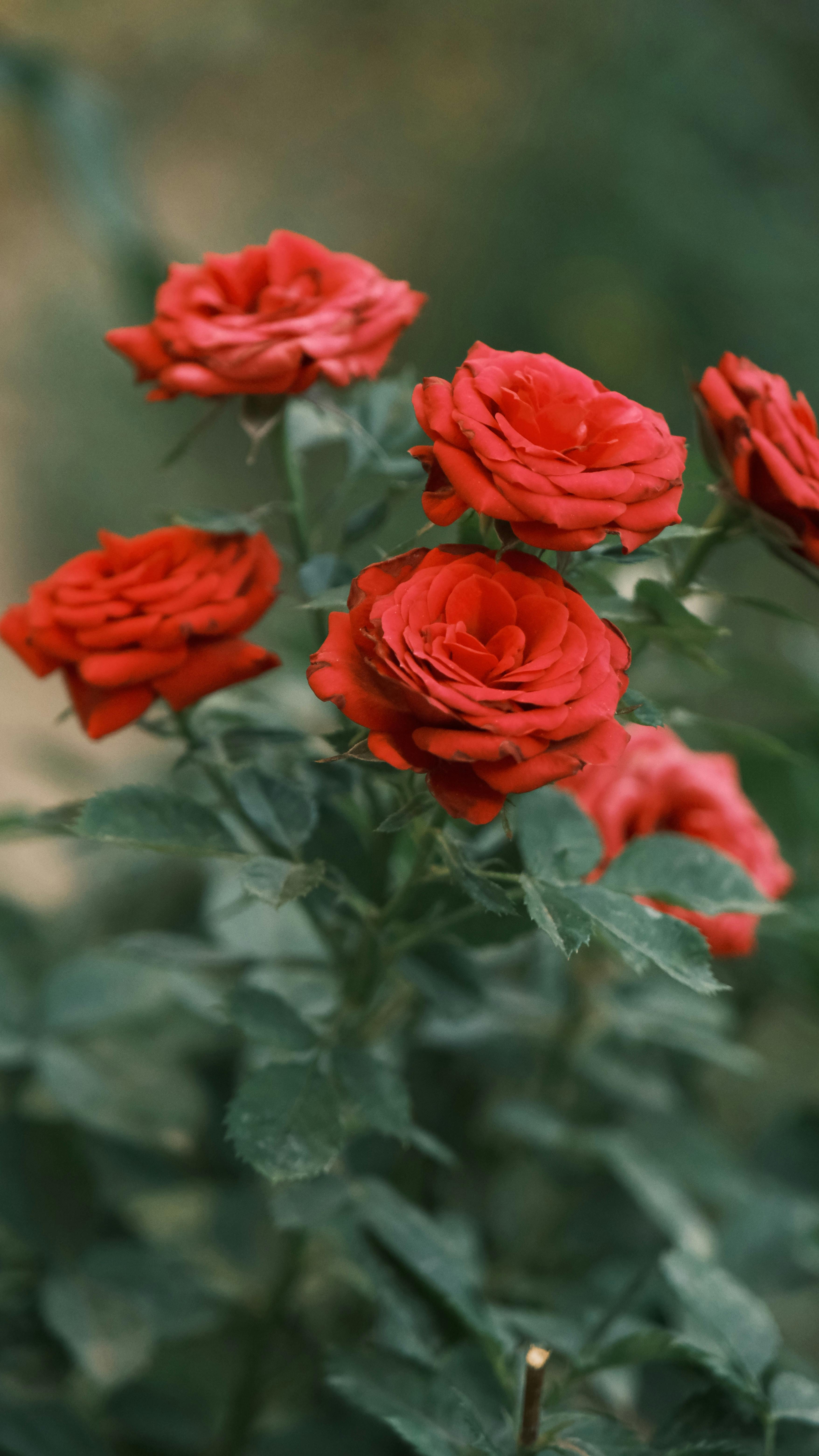 Tilt-shift Lens Photography of Red Rose Flower · Free Stock Photo