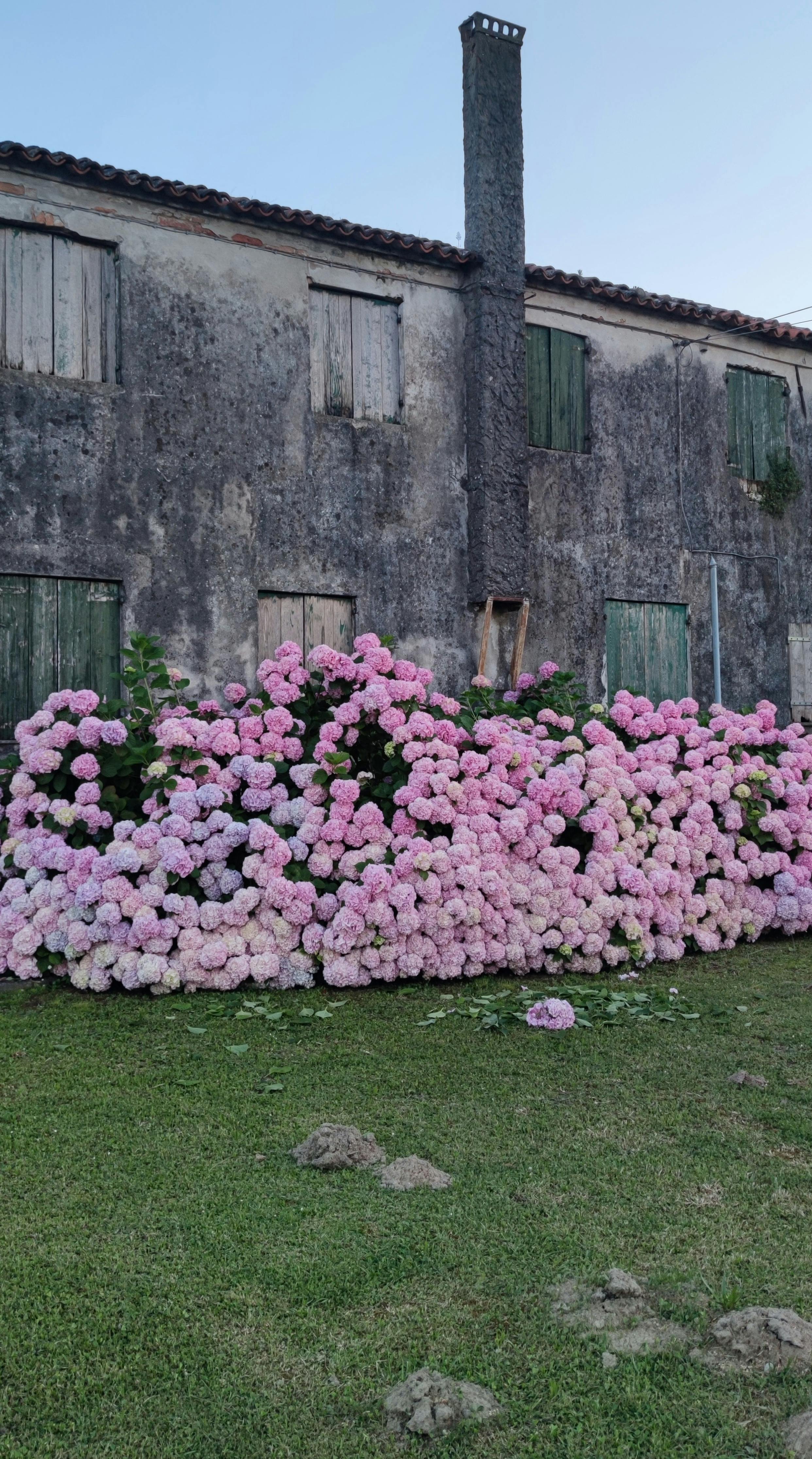 ana simona bevecz - Photography