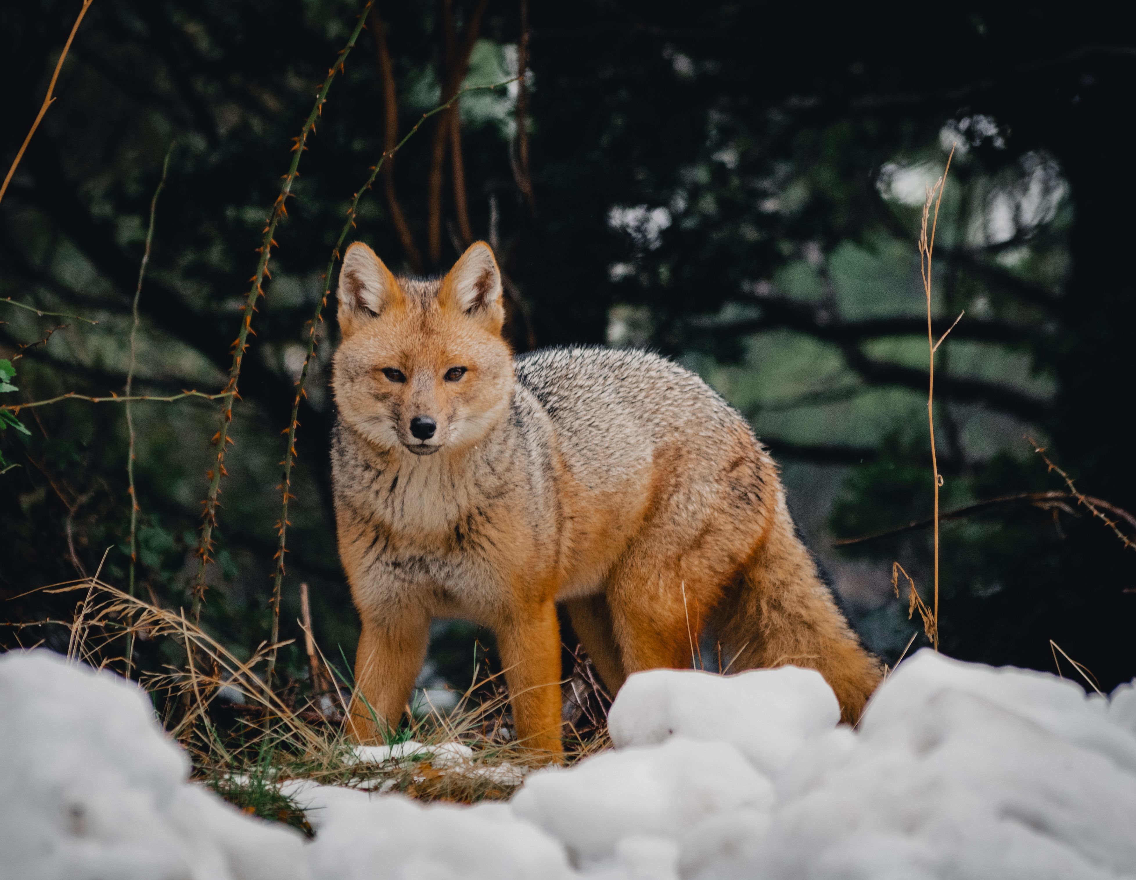 Senderos Del Río Fox Photos, Download The BEST Free Senderos Del Río ...