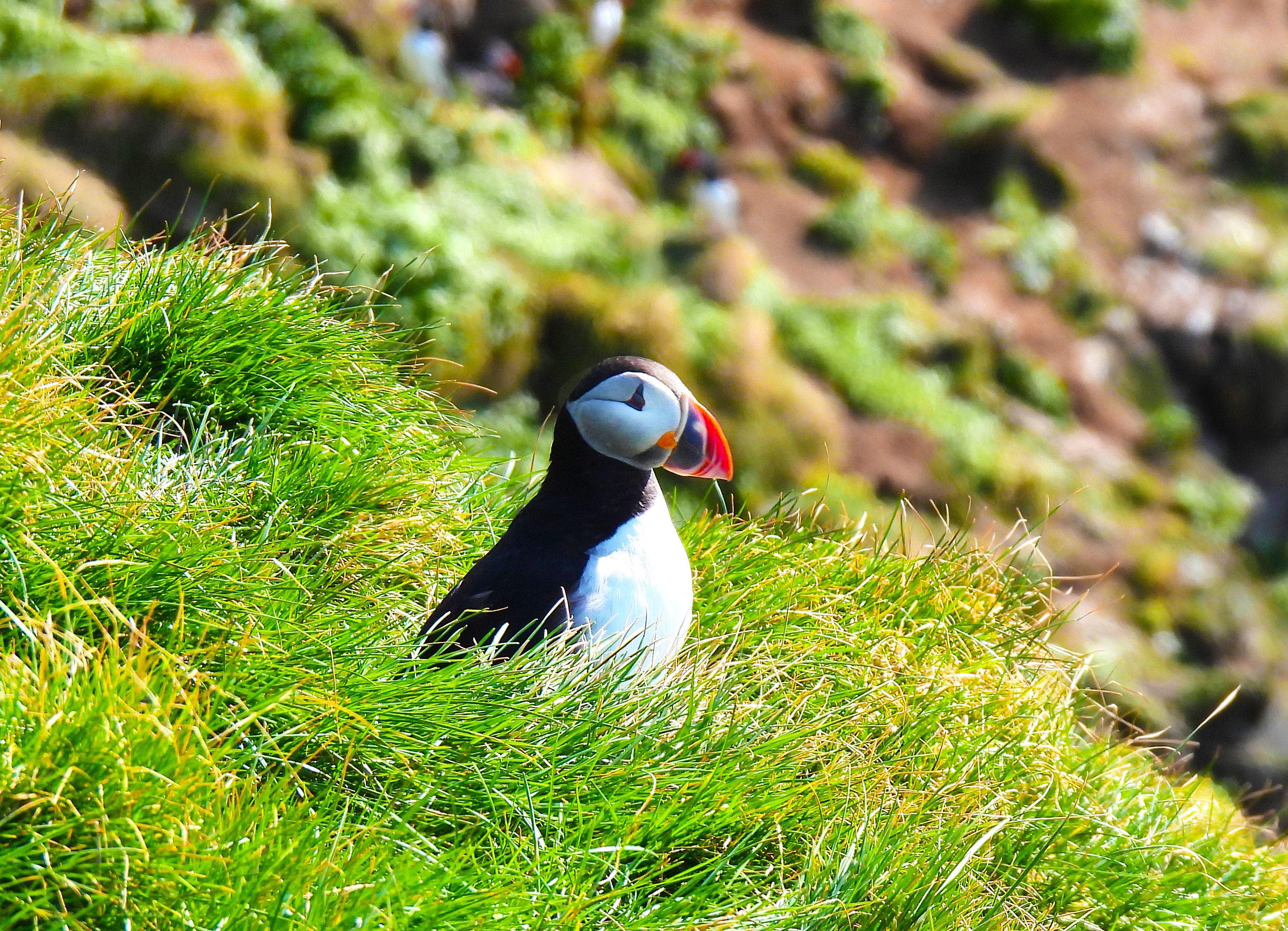 Atlantic Puffin on Grass · Free Stock Photo