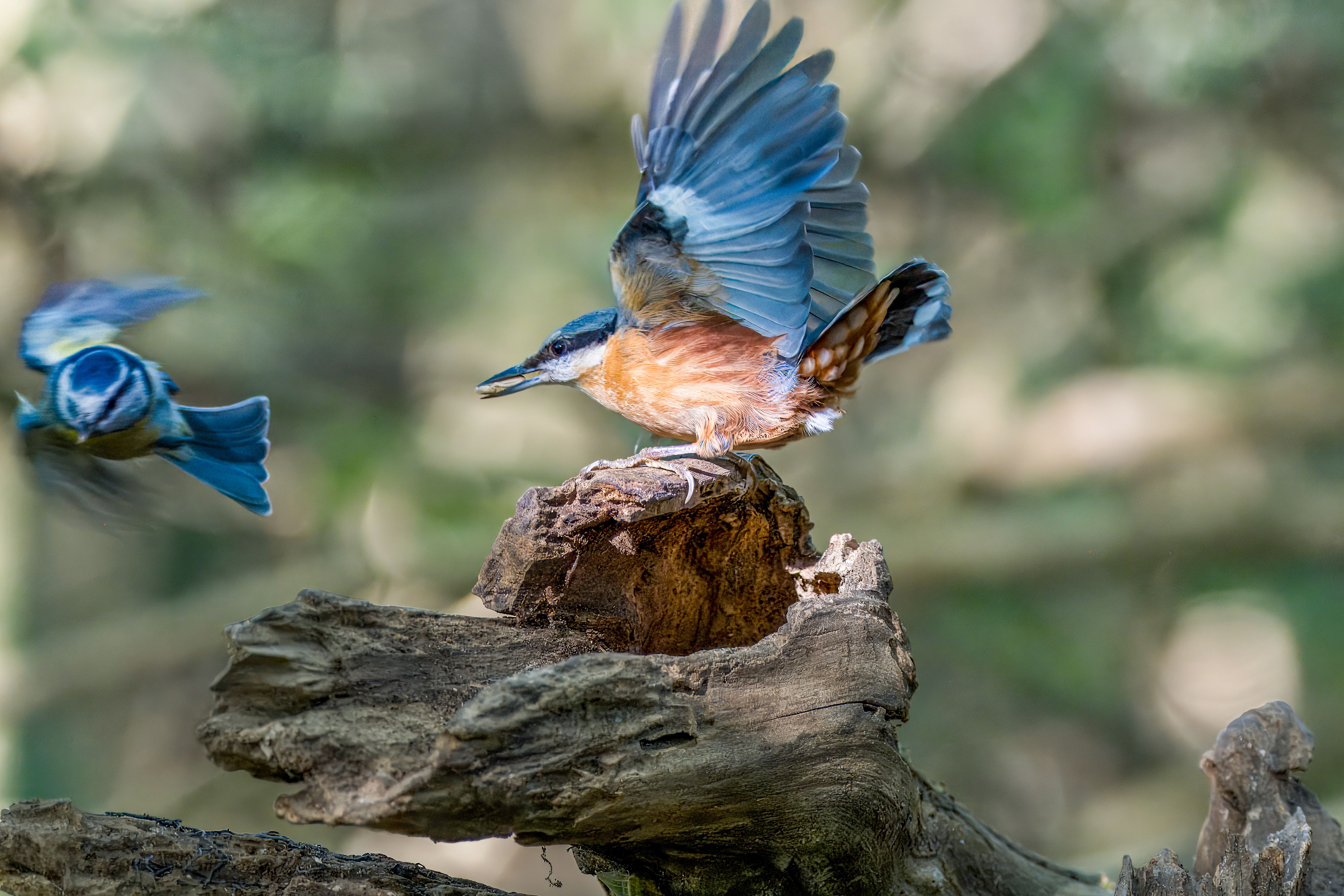 Two Eurasian Nuthatches · Free Stock Photo