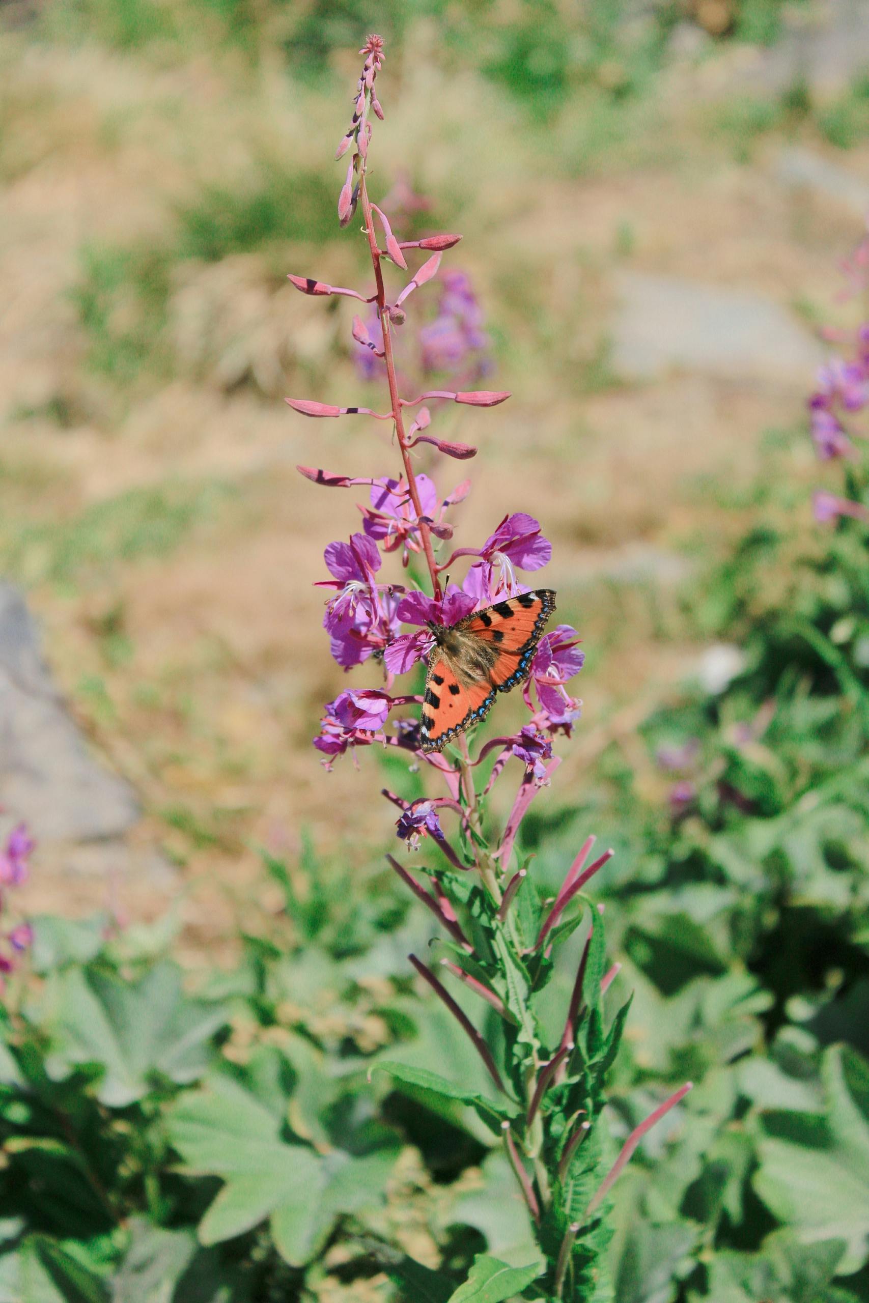Red and Yellow Butterfly · Free Stock Photo