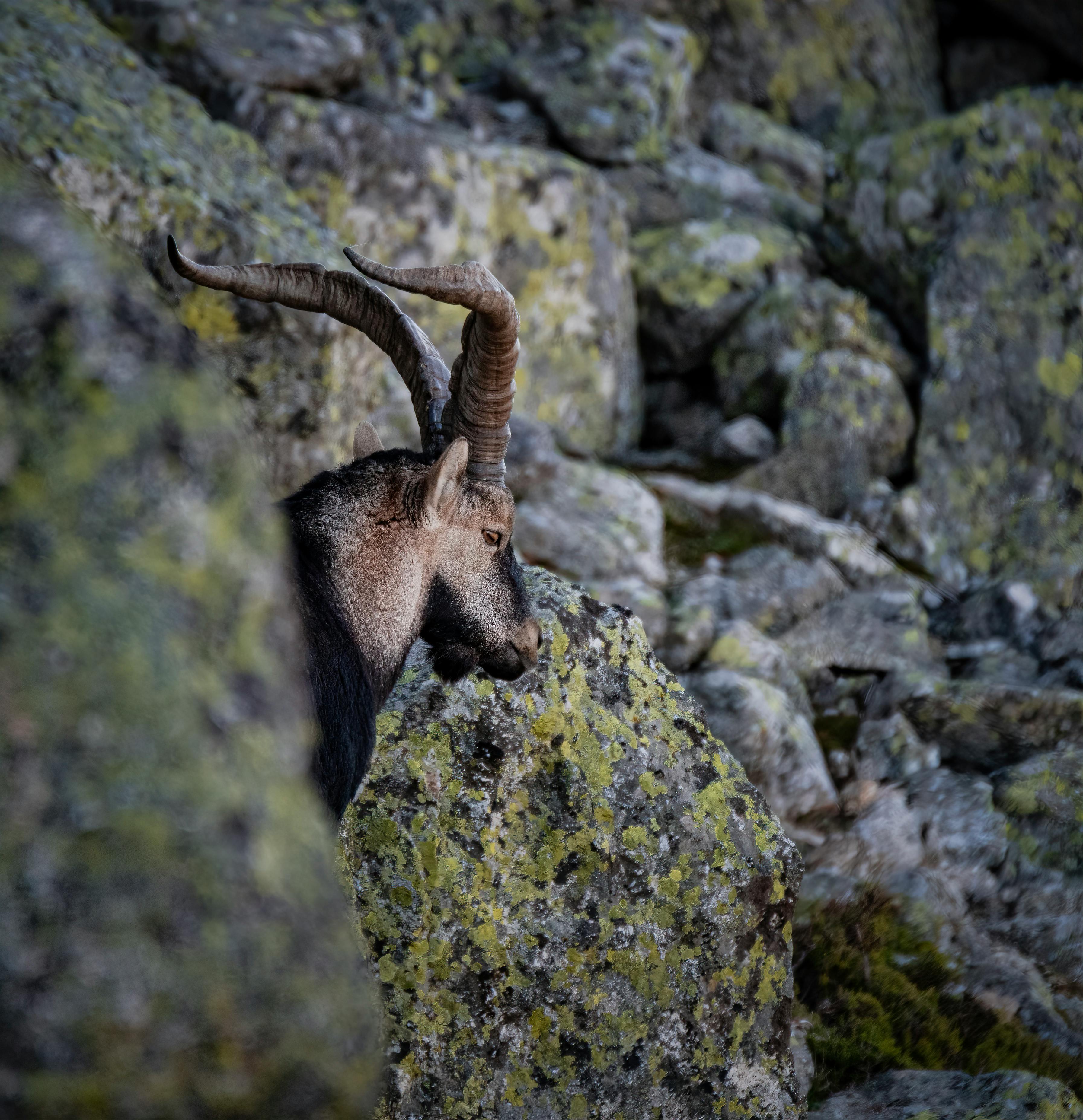 Pyrenean Ibex Standing by Rocks · Free Stock Photo