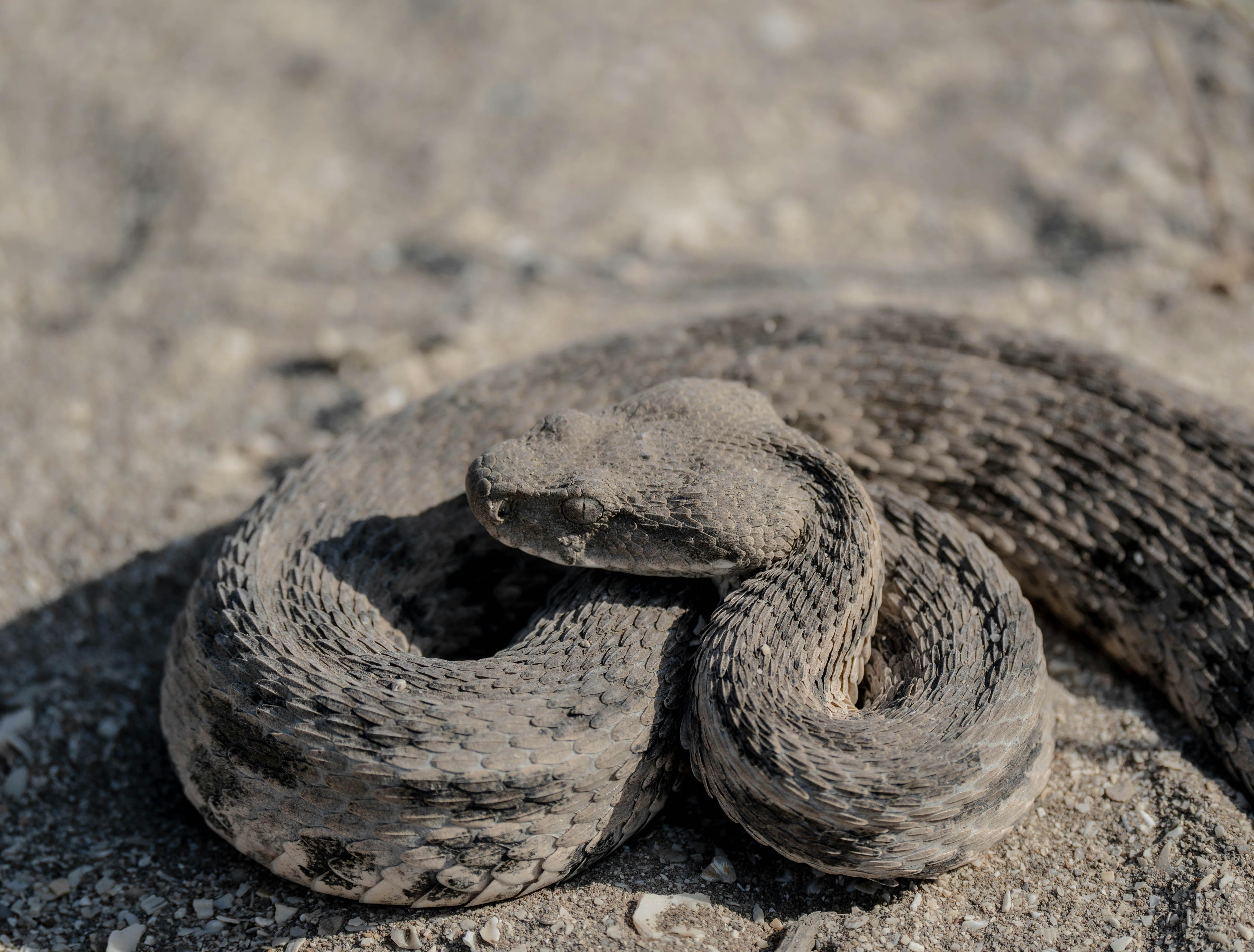 Lebanon Viper Snake · Free Stock Photo
