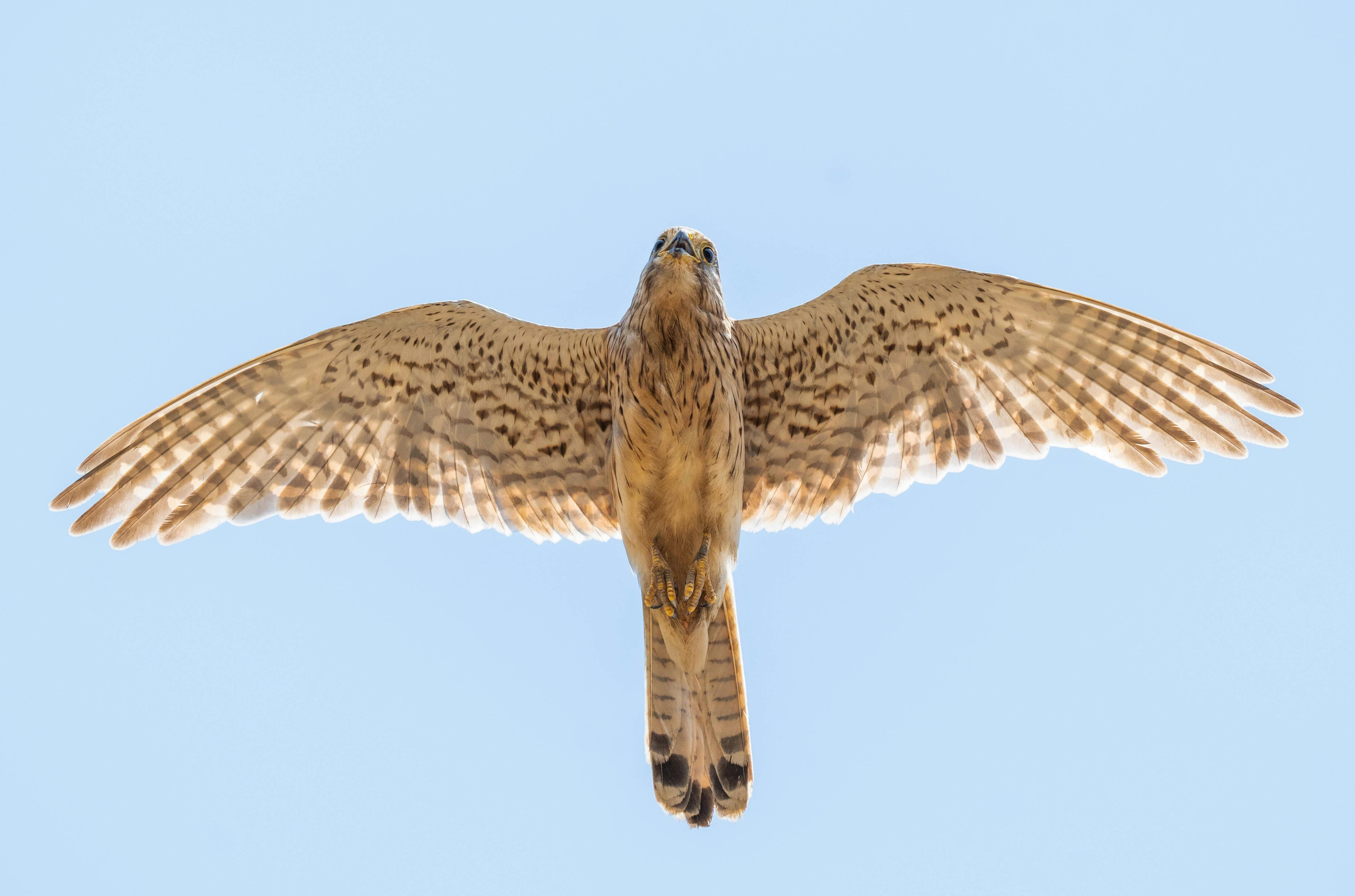 Flying Greater Kestrel · Free Stock Photo