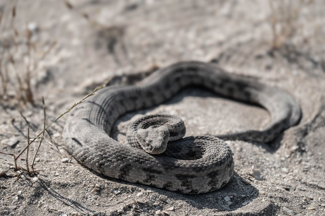 Saharan Horned Viper: Biology and Ecological Role