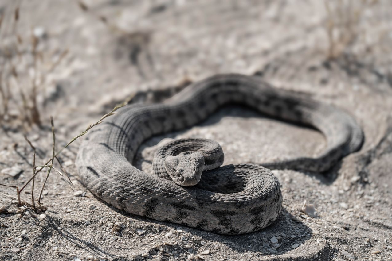 Saharan Horned Viper: Biology and Ecological Role