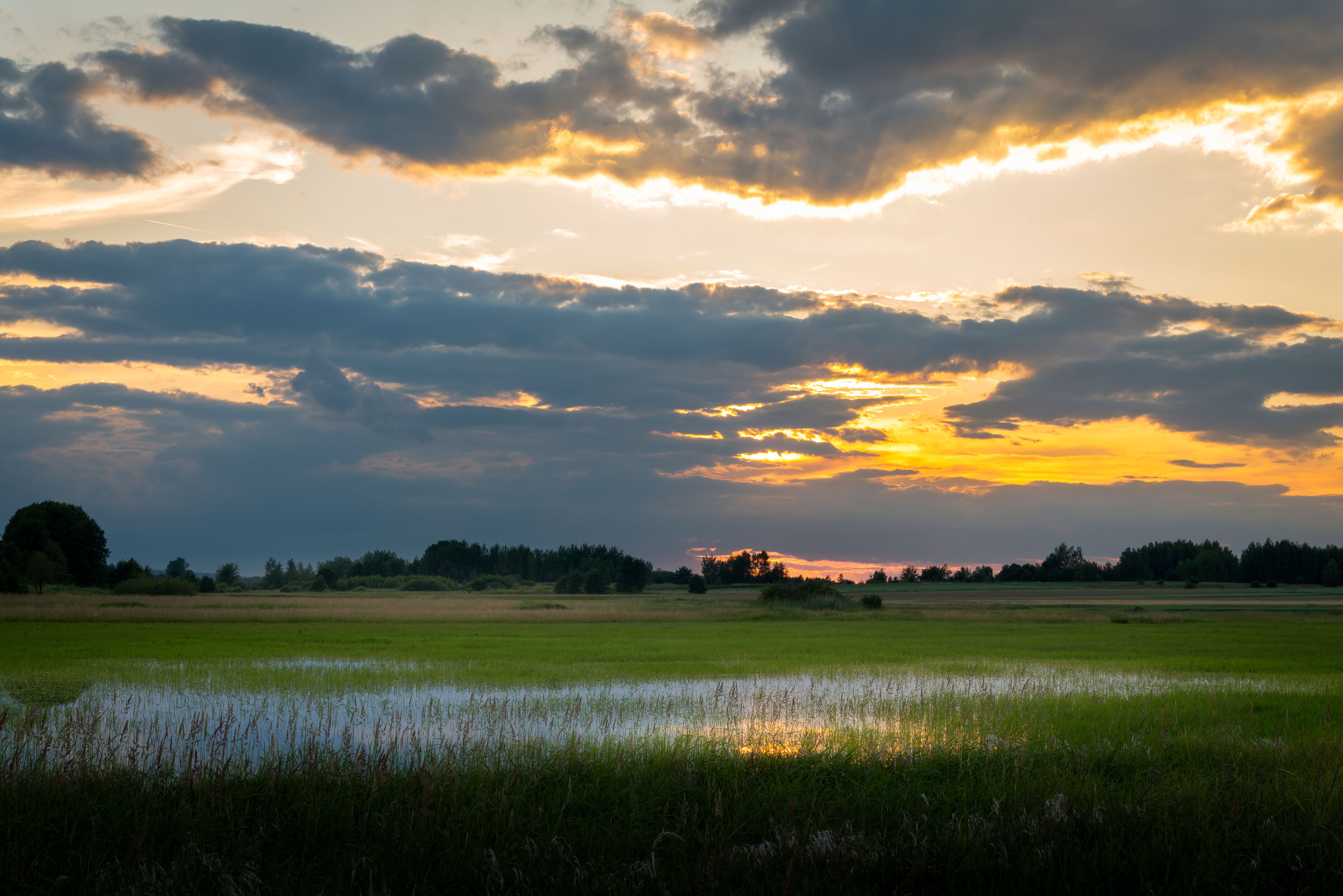 Rice Field at Dawn · Free Stock Photo