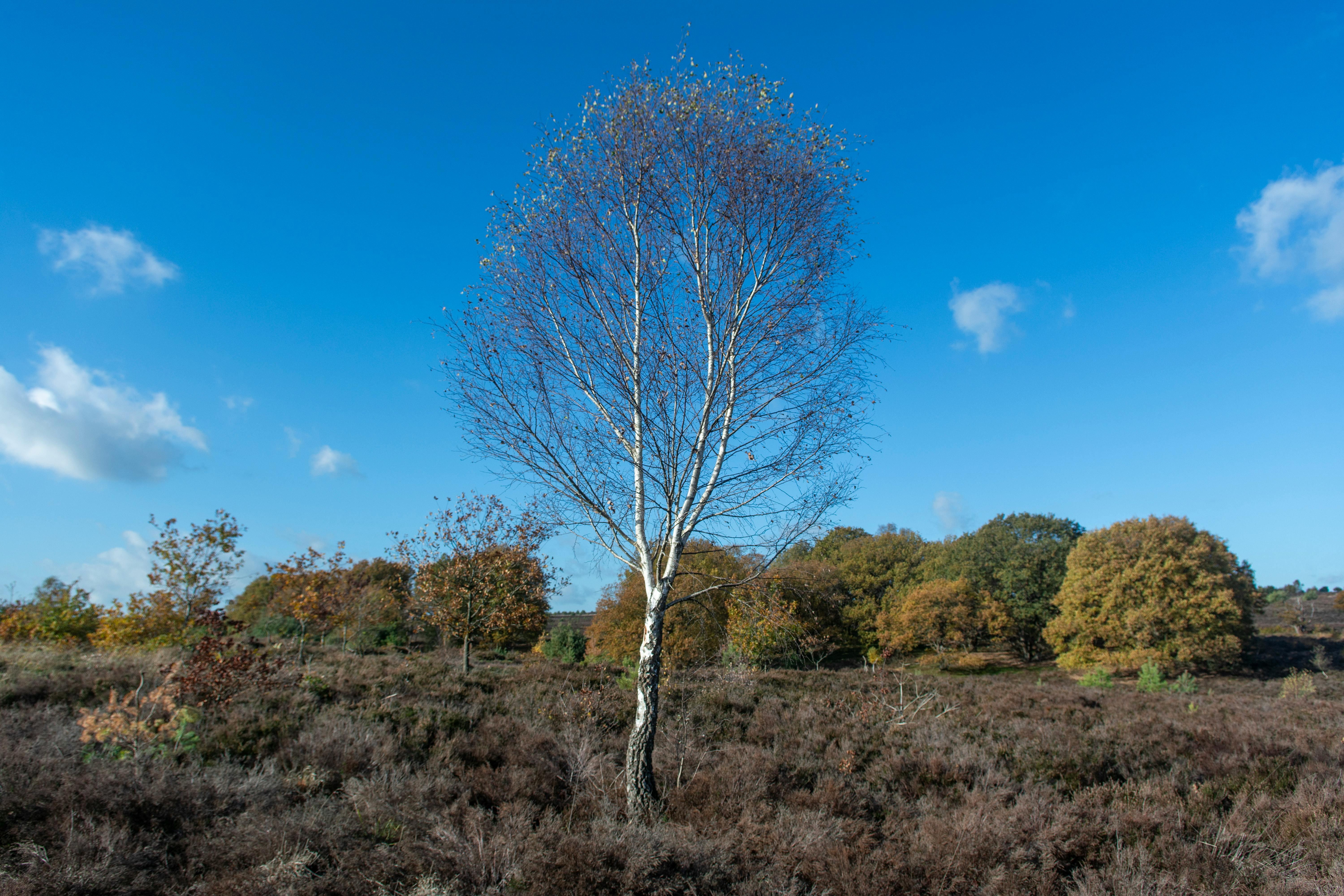 Single Birch in Countryside · Free Stock Photo