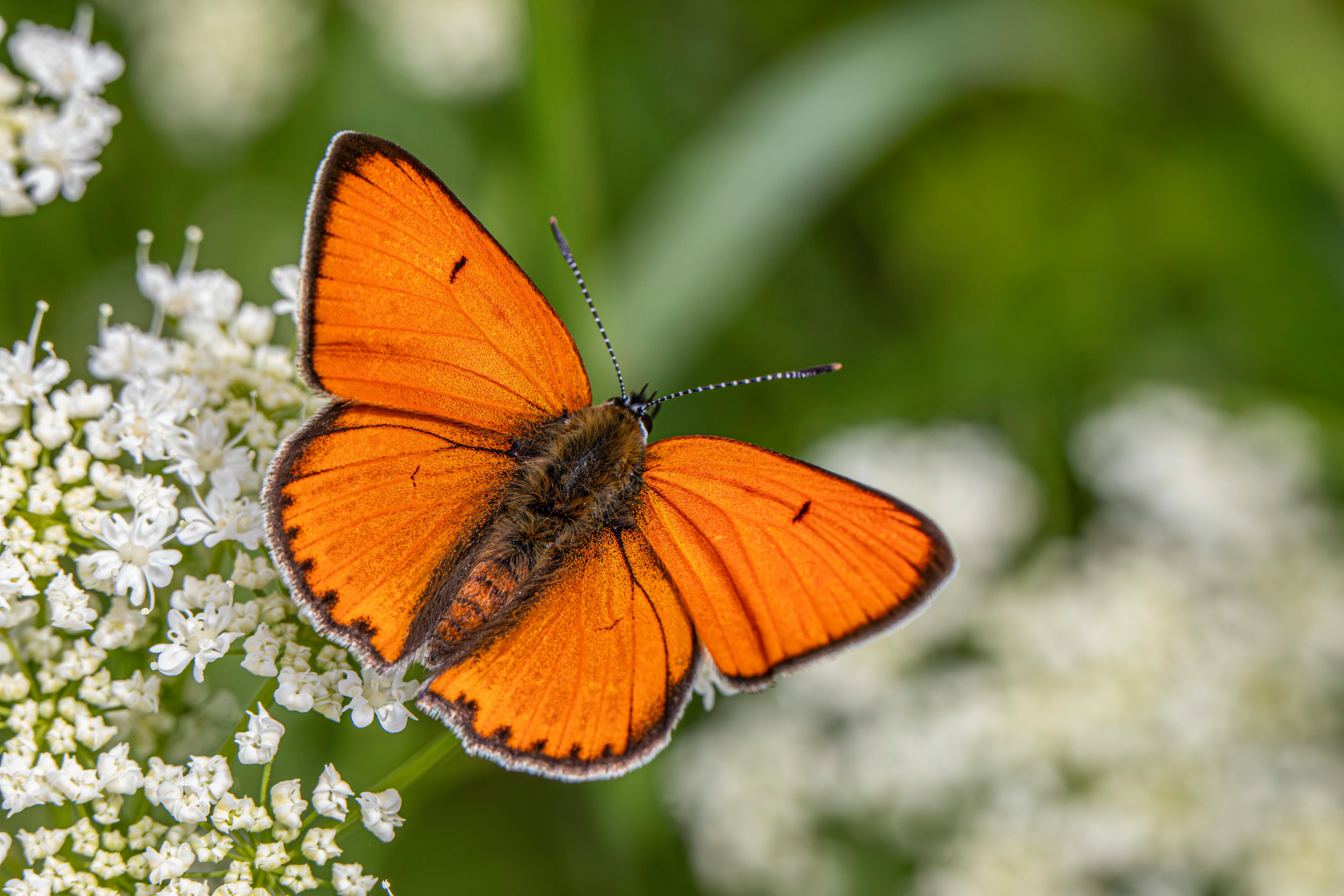A small orange butterfly sitting on top of some white flowers · Free ...