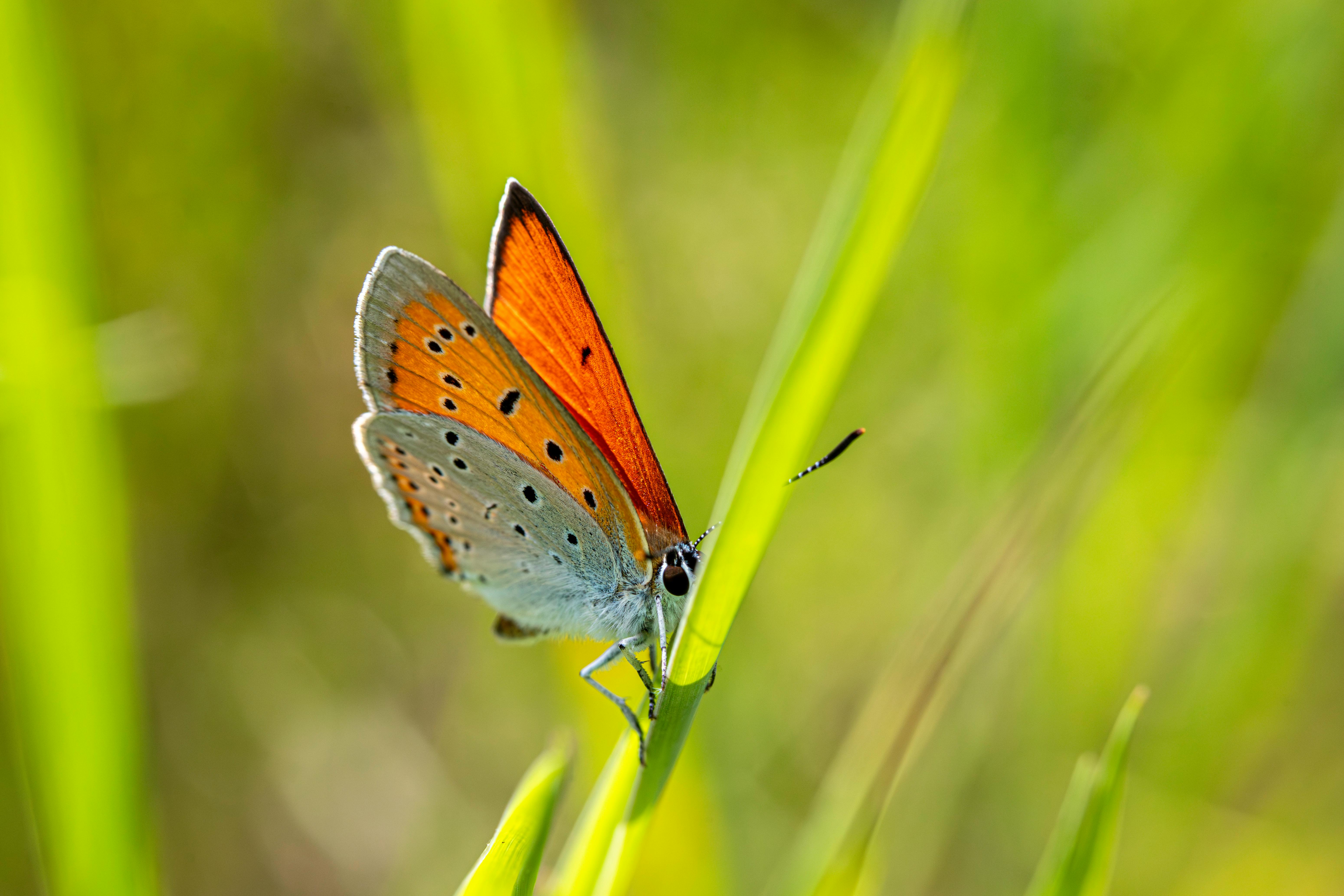 A small orange butterfly sitting on top of some grass · Free Stock Photo
