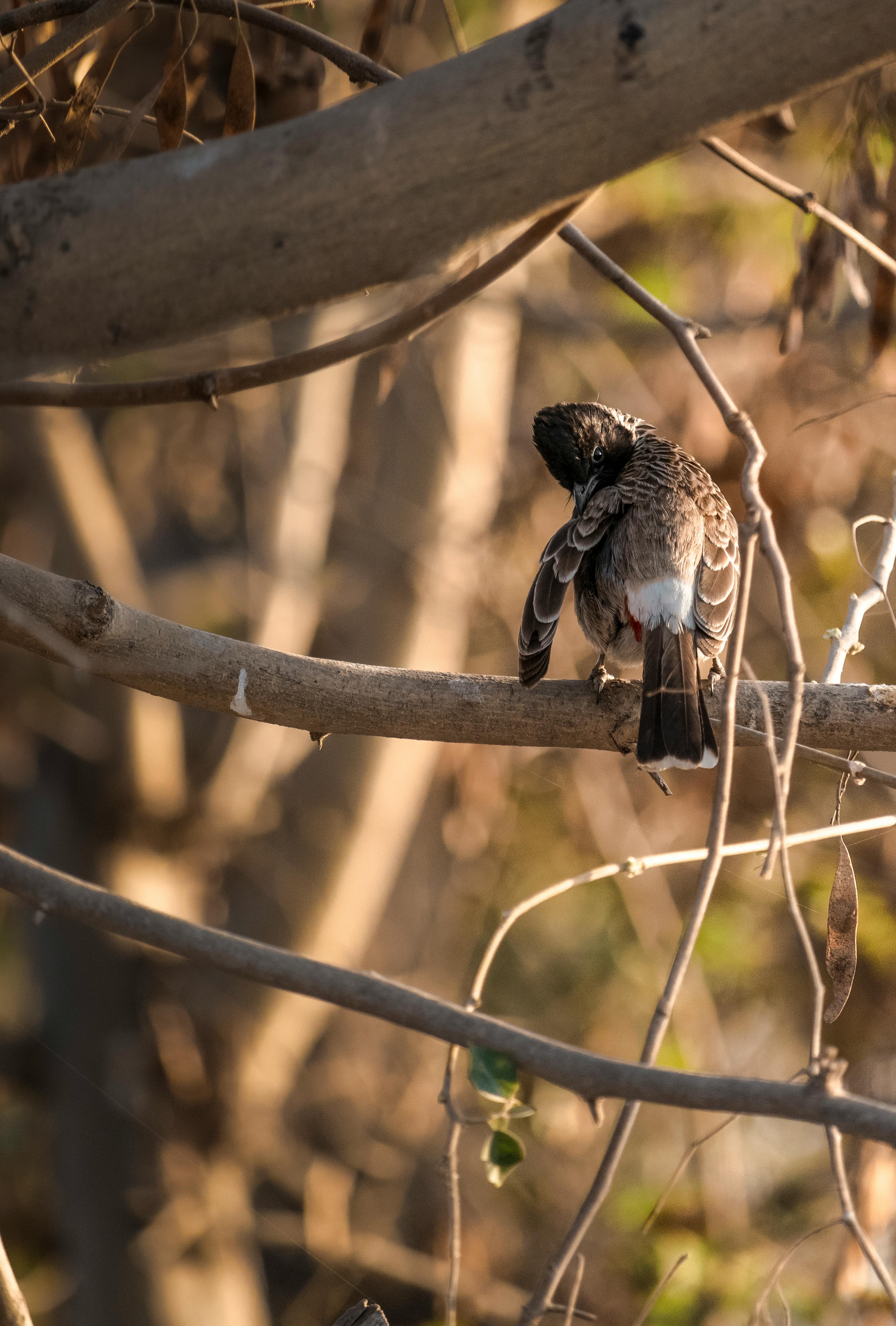 Red Vented Bulbul on a Branch · Free Stock Photo