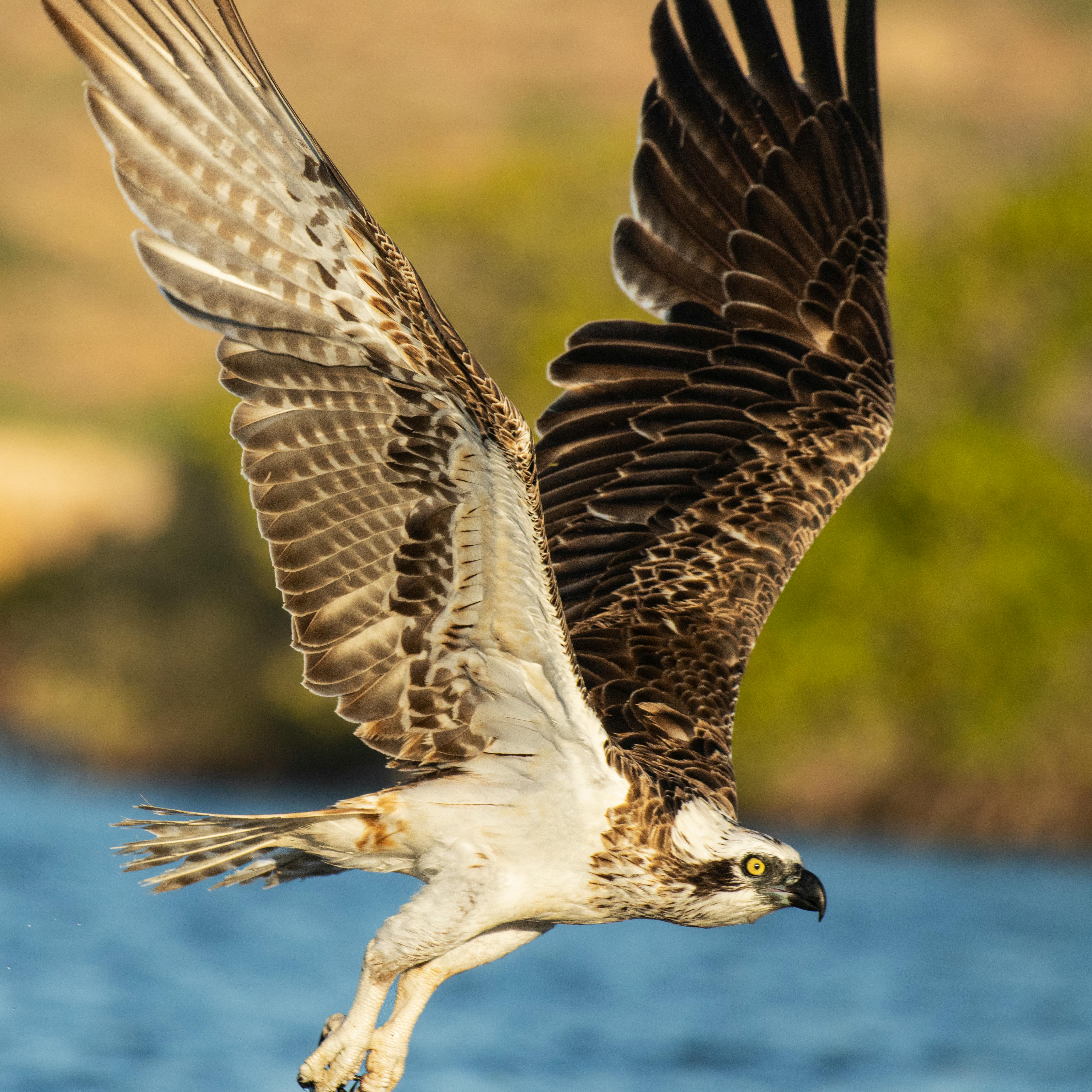 Osprey Flying over Water · Free Stock Photo