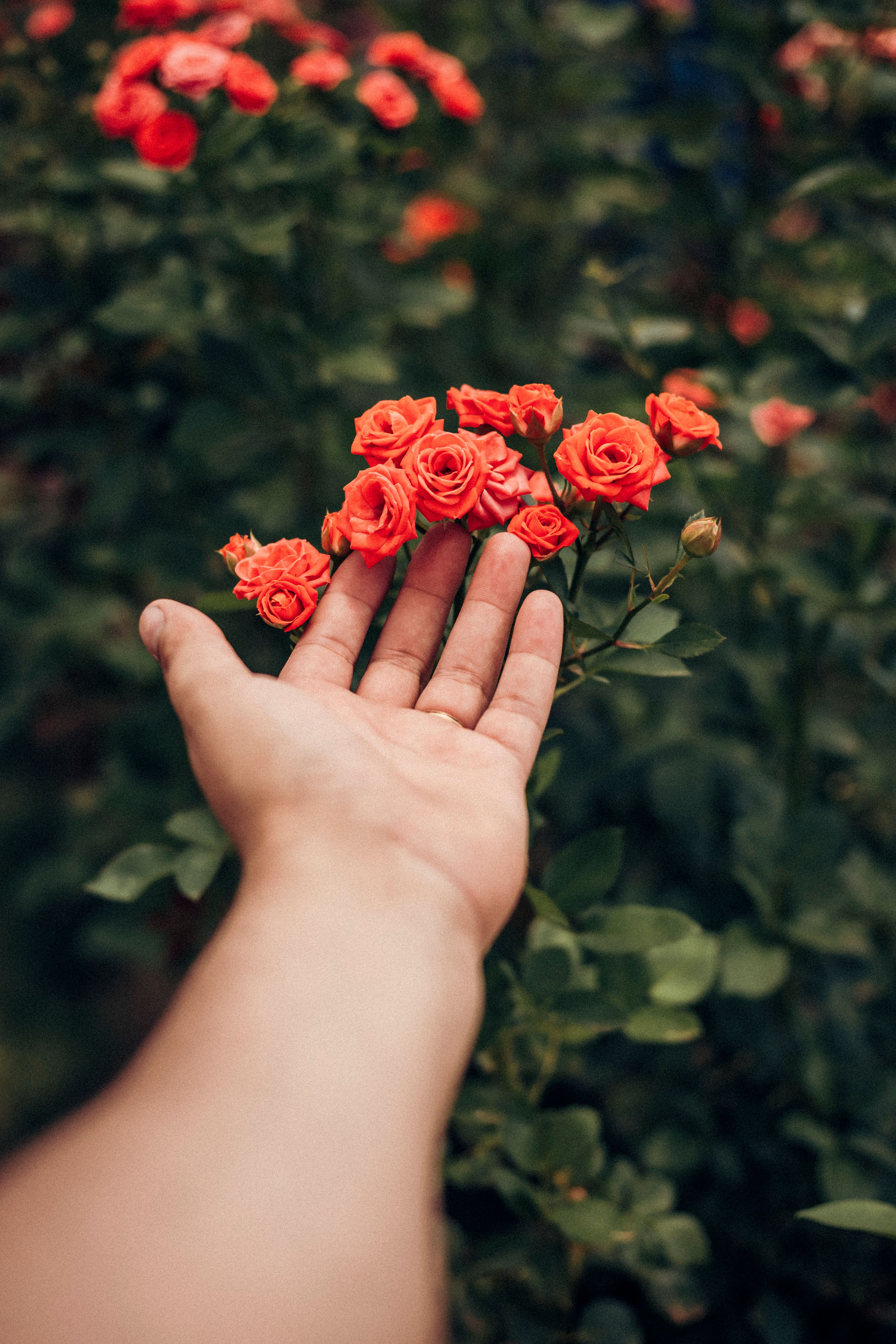 Hand Touching Small Red Roses · Free Stock Photo
