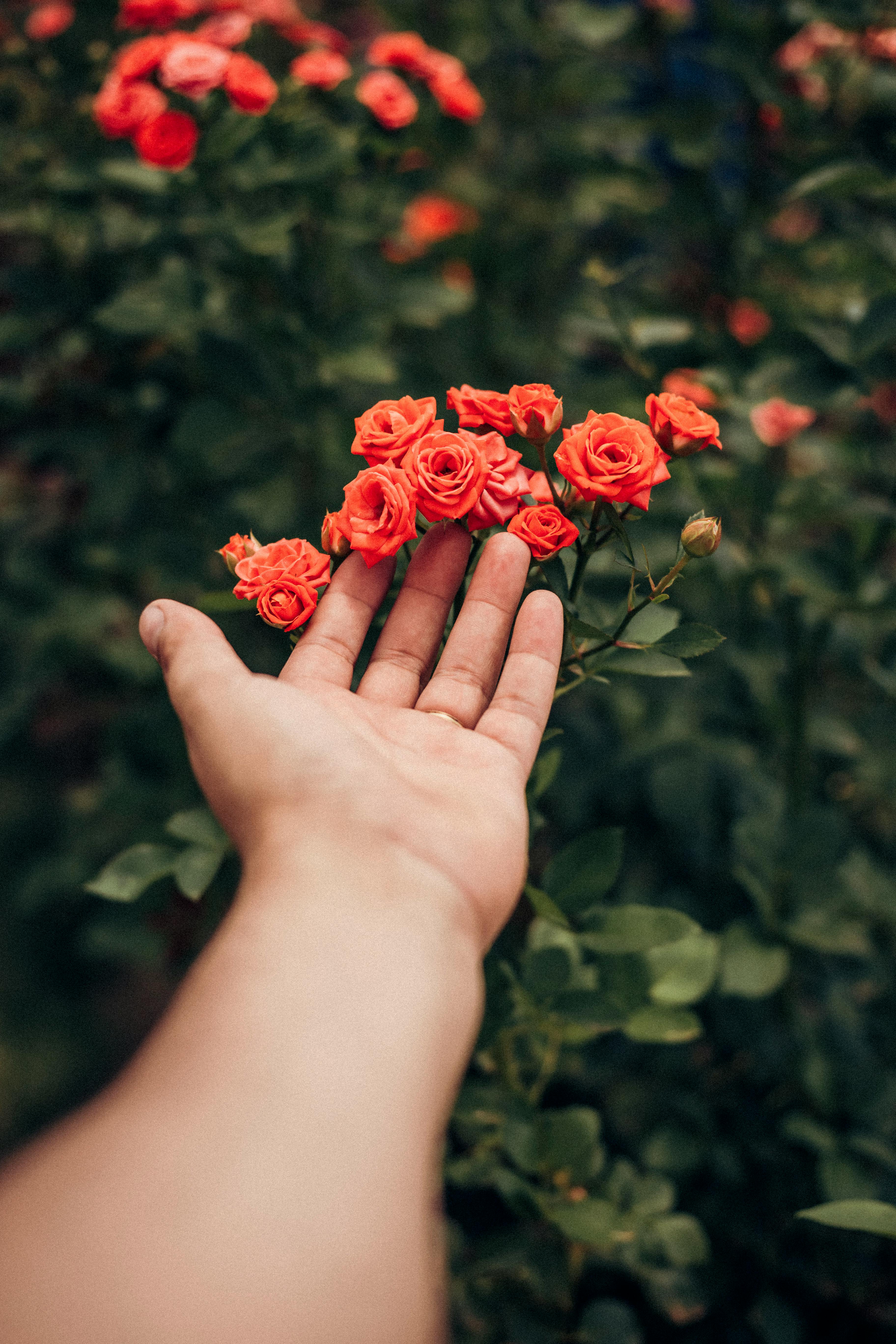 Permen Palm Photos, Download The BEST Free Permen Palm Stock Photos ...