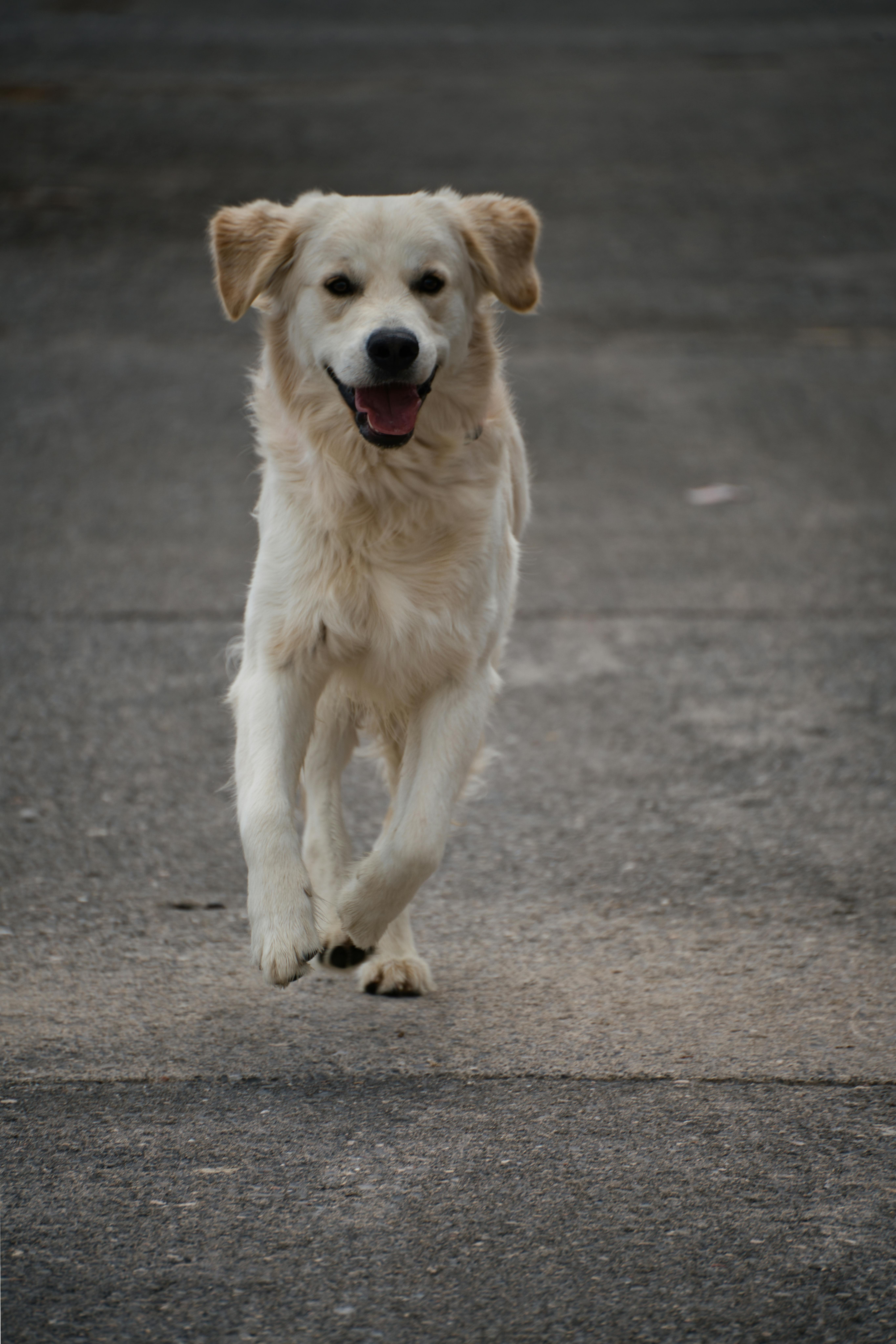 Dog Pavement Photos, Download The BEST Free Dog Pavement Stock Photos ...