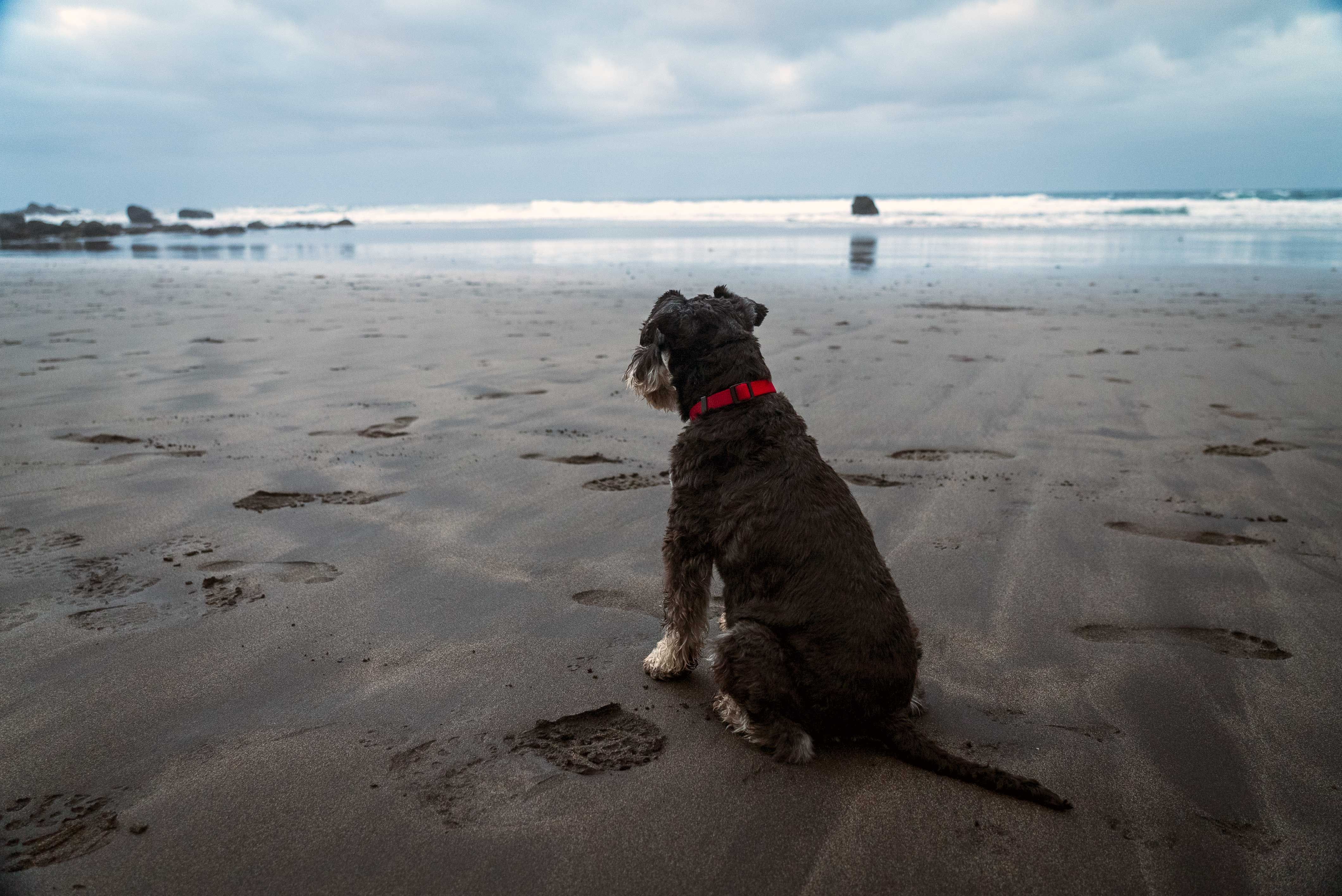 Dog Sitting Alone on Beach · Free Stock Photo