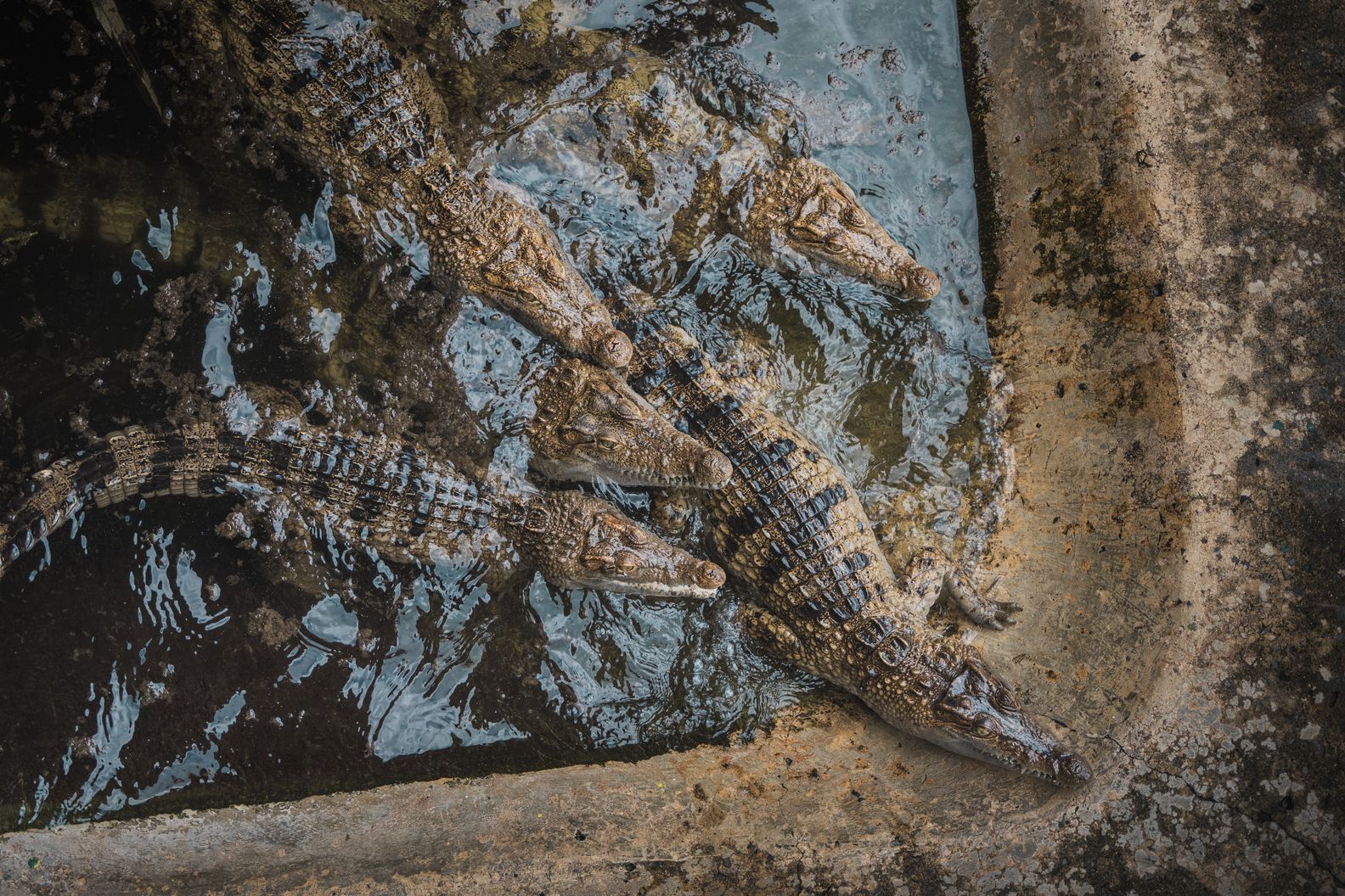 Slender Snouted Crocodiles: Nature's Unique Survivors