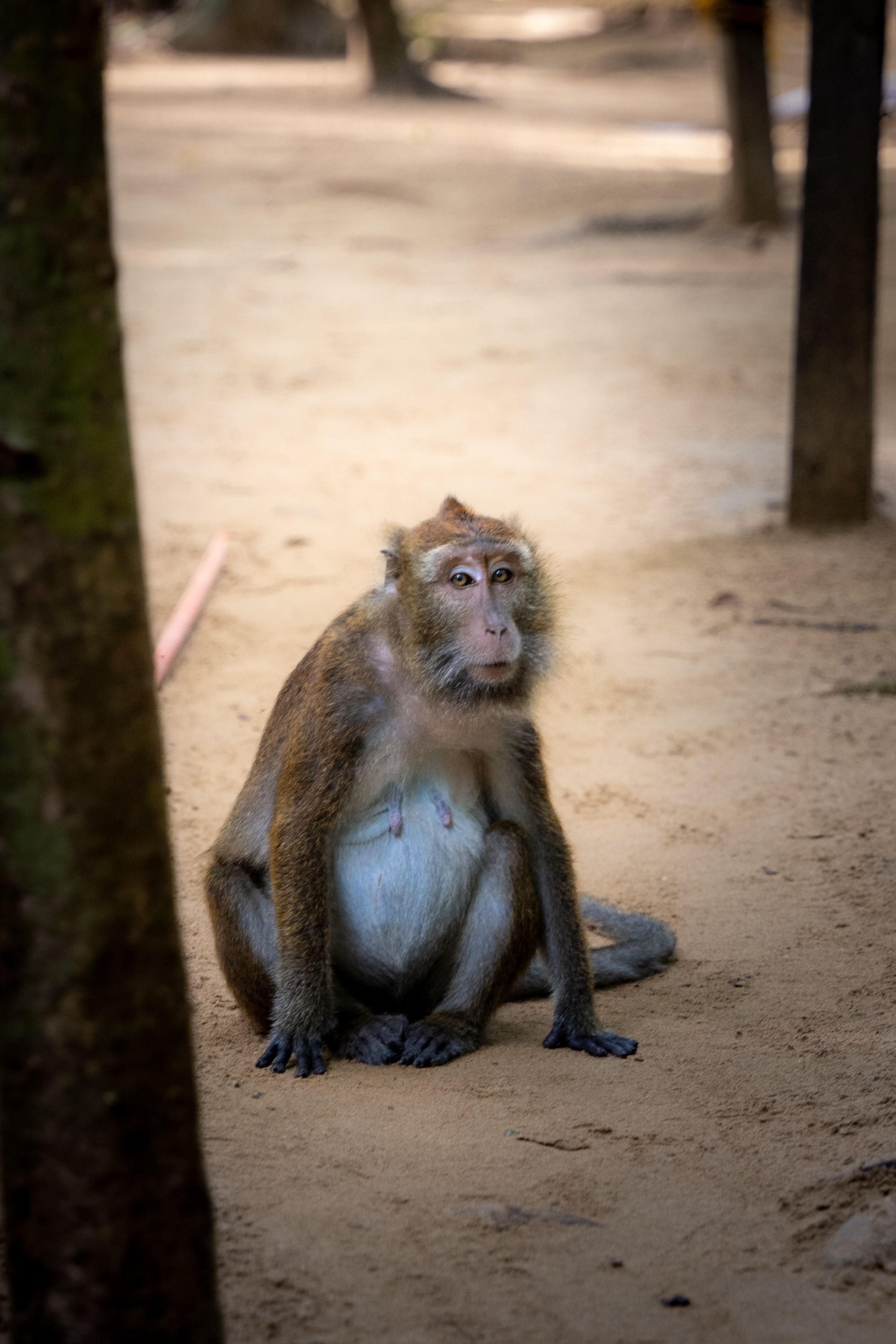 Selective Focus of Macaque Monkey · Free Stock Photo