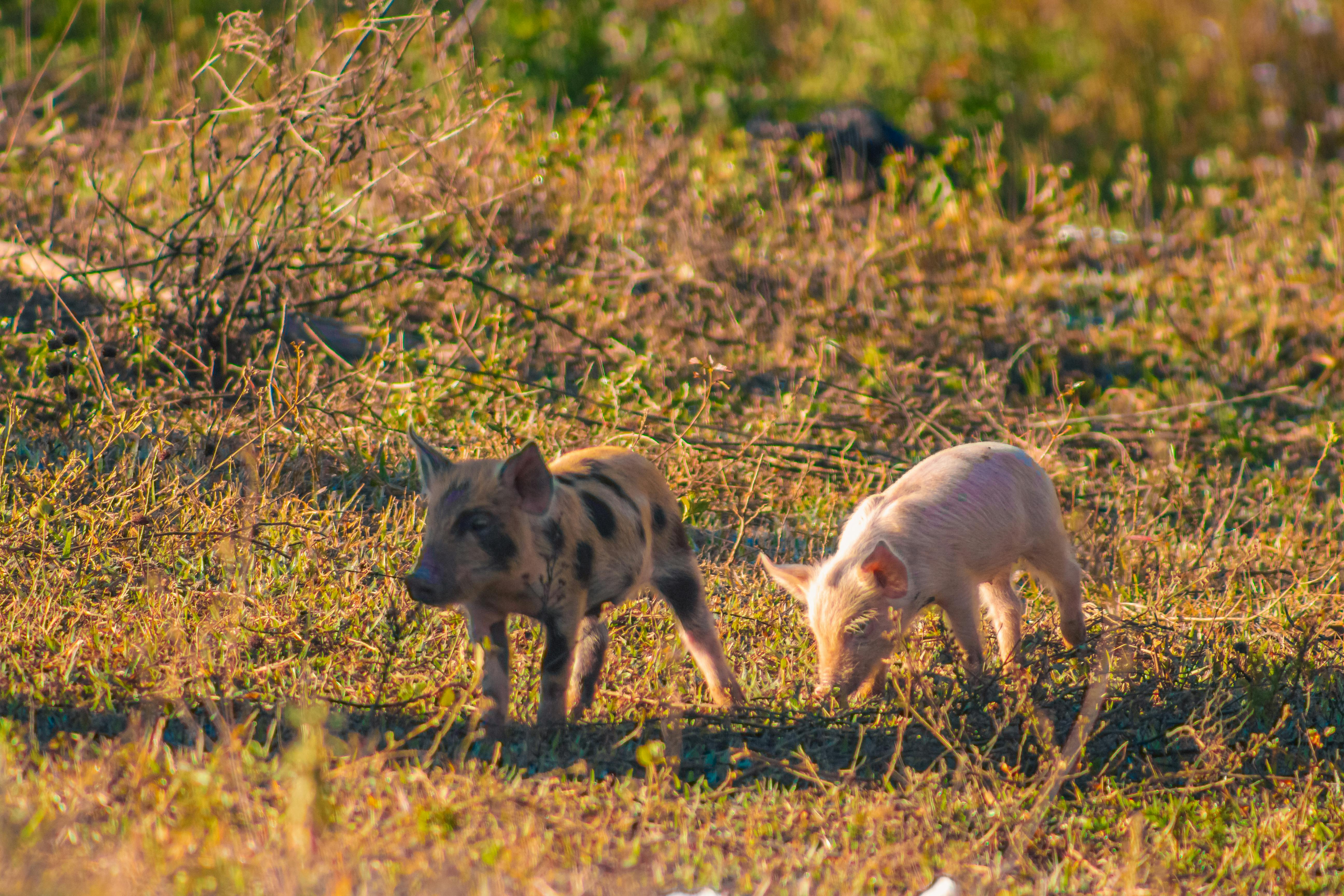 pigs · Free Stock Photo