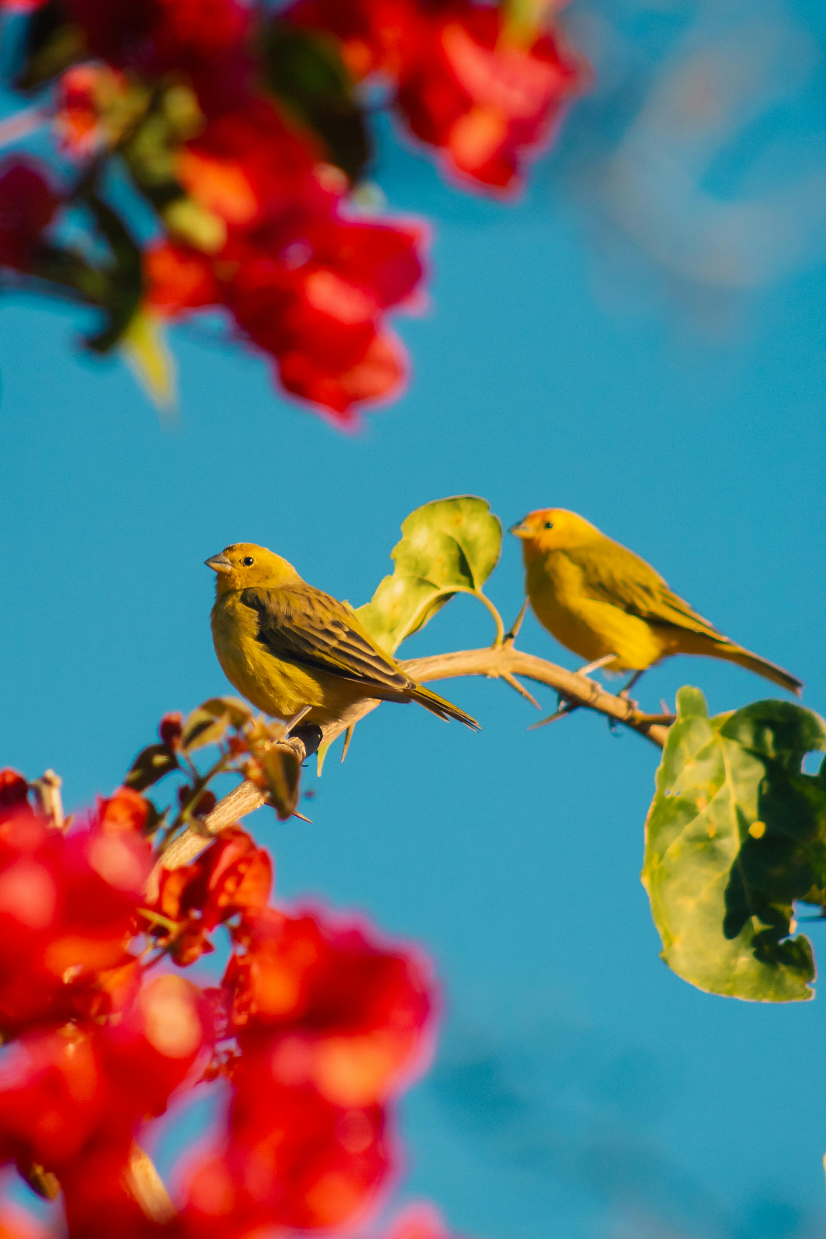 Two Yellow Canaries on a Branch · Free Stock Photo