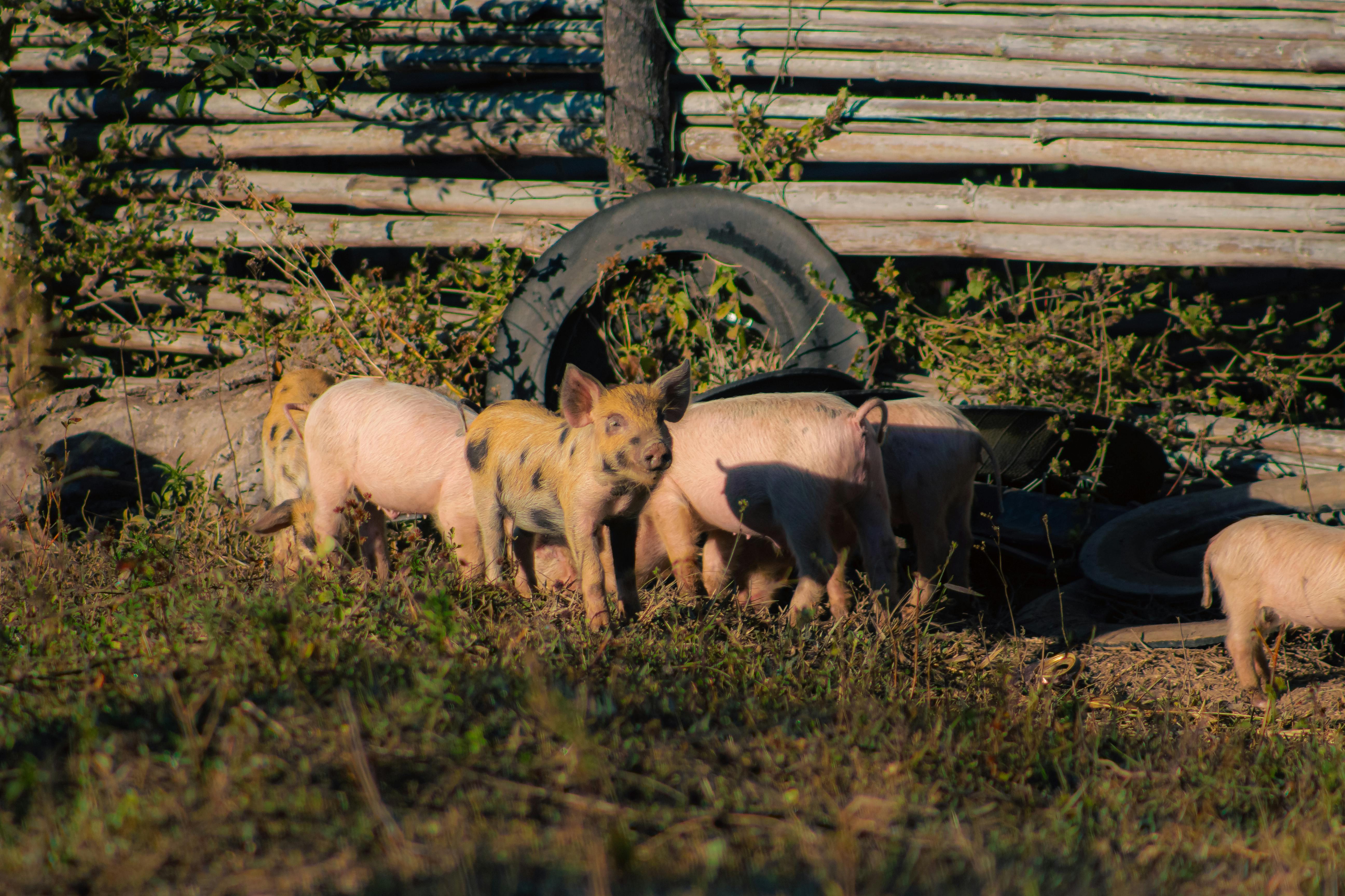 Pigs in a Field · Free Stock Photo