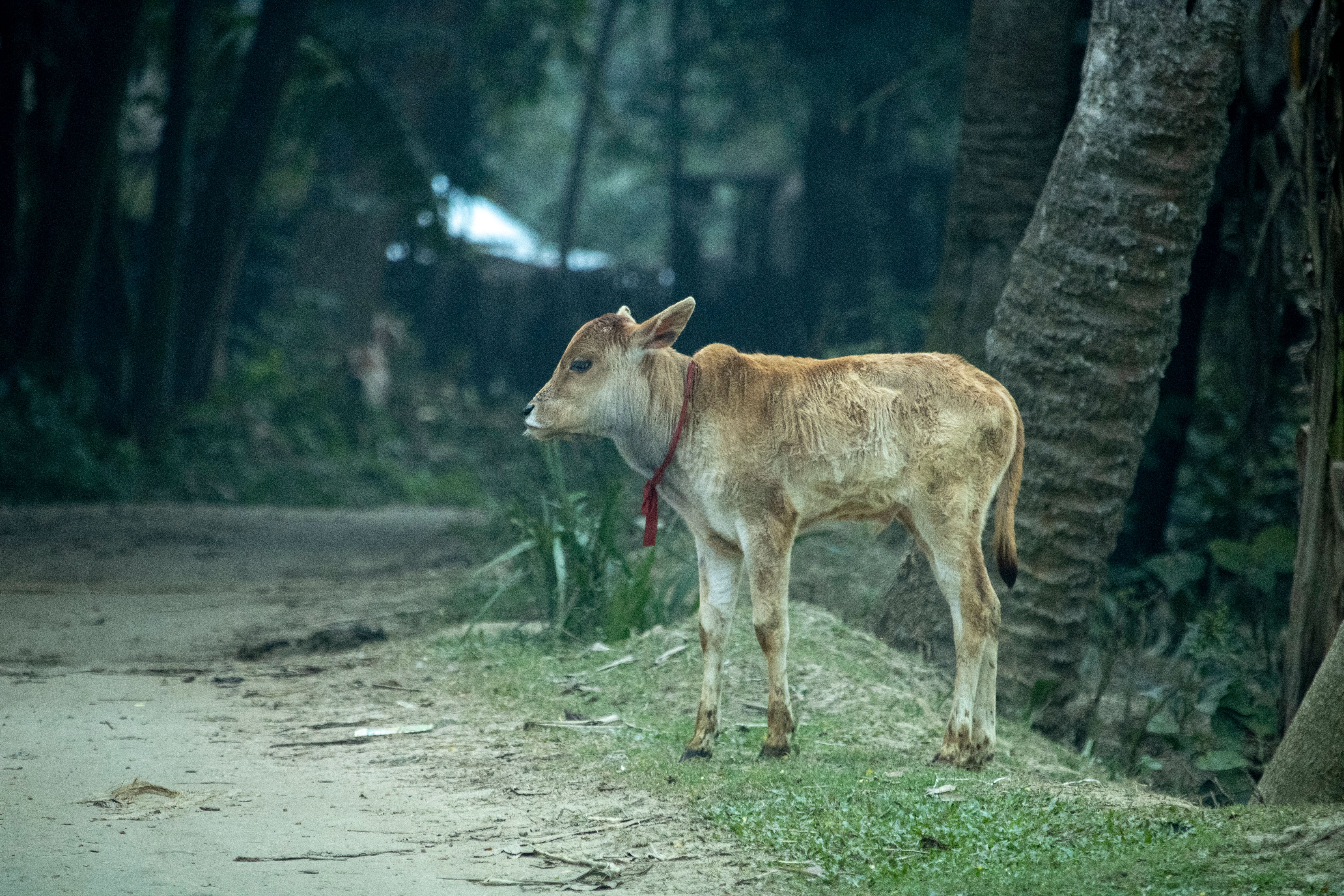 Cow Calf on Dirt Road in Forest · Free Stock Photo